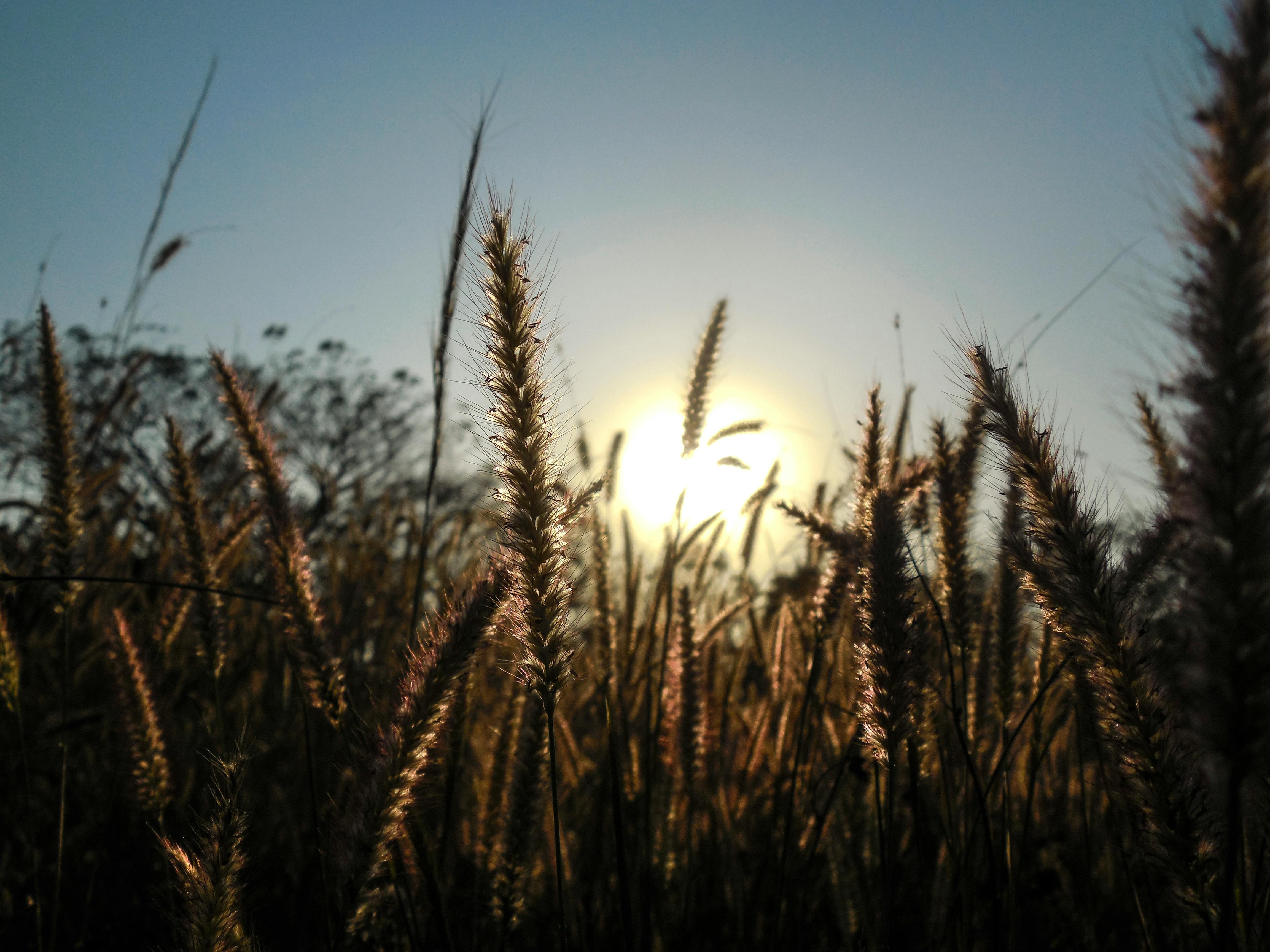 Plants During Sunset · Free Stock Photo