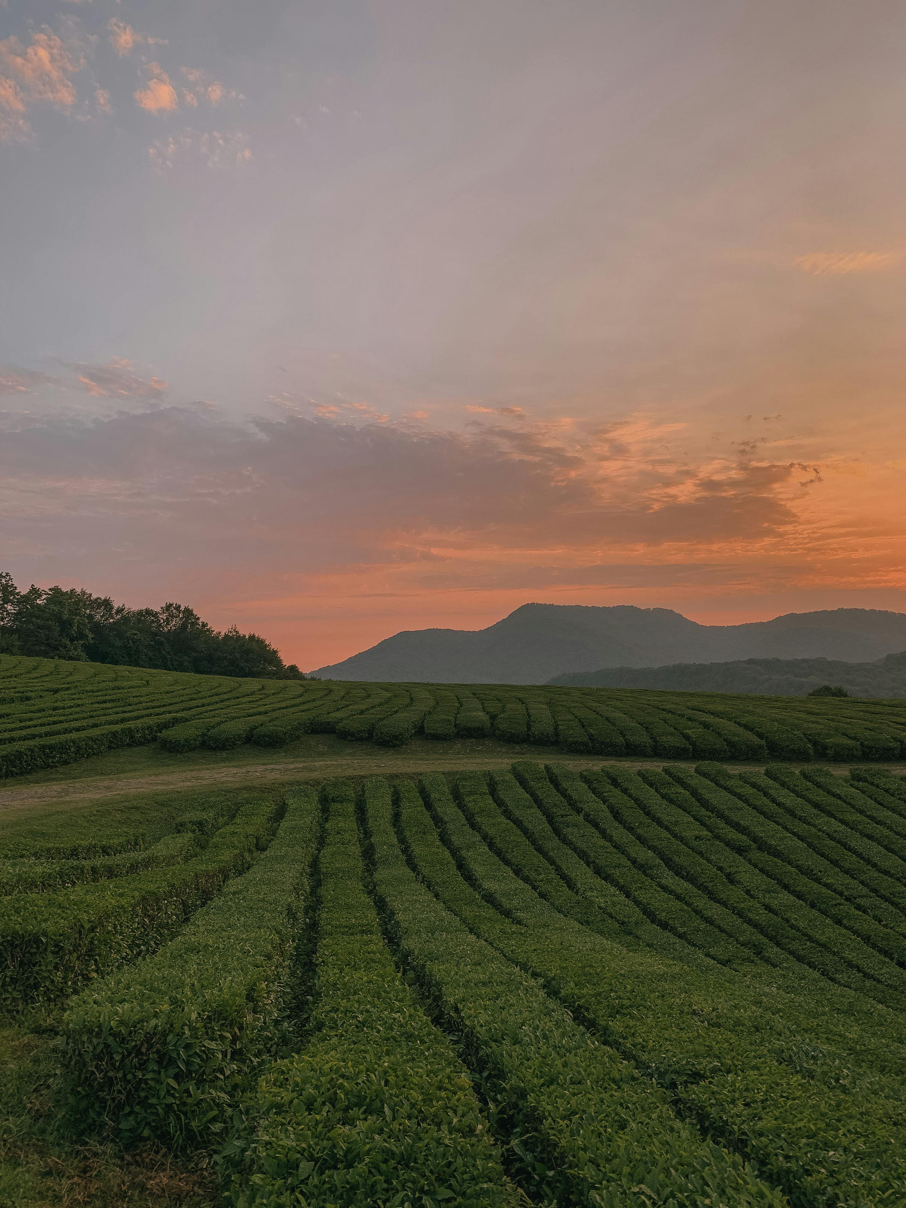 Coniferous Trees on a Cropland · Free Stock Photo