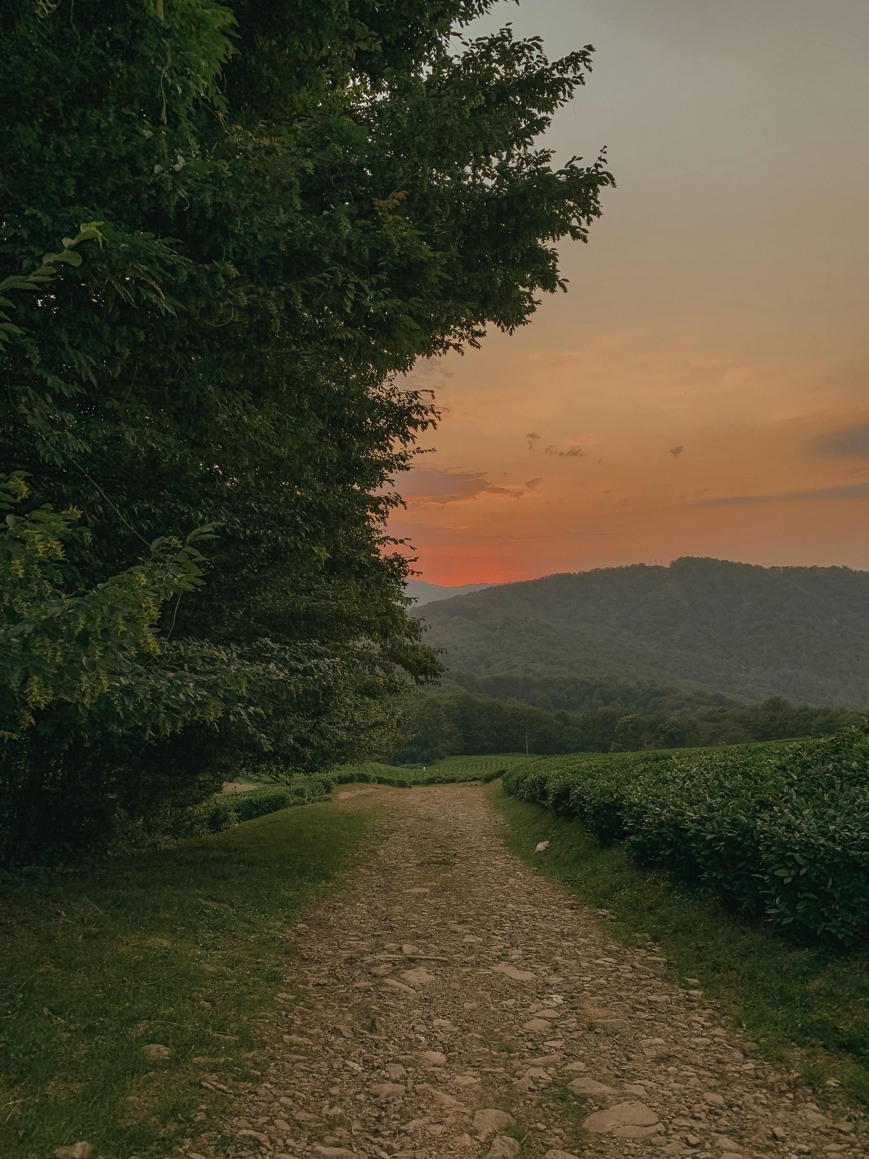 Unpaved Road Near the Farm Field · Free Stock Photo