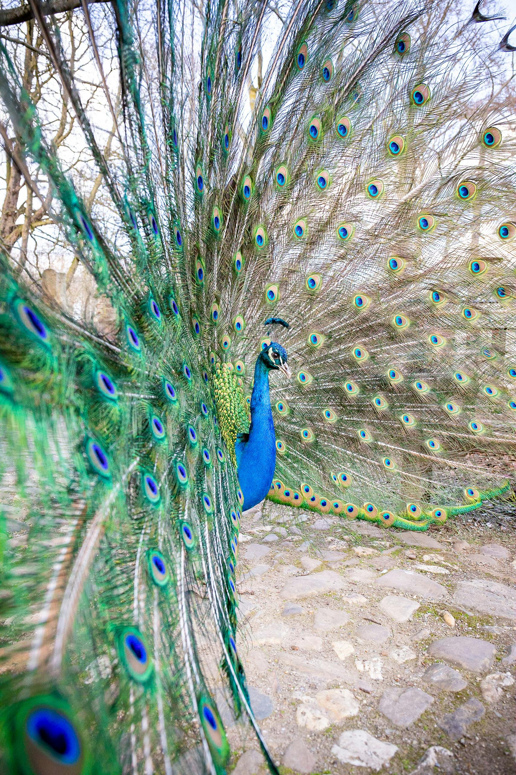 A Close-Up Shot of a Peacock · Free Stock Photo