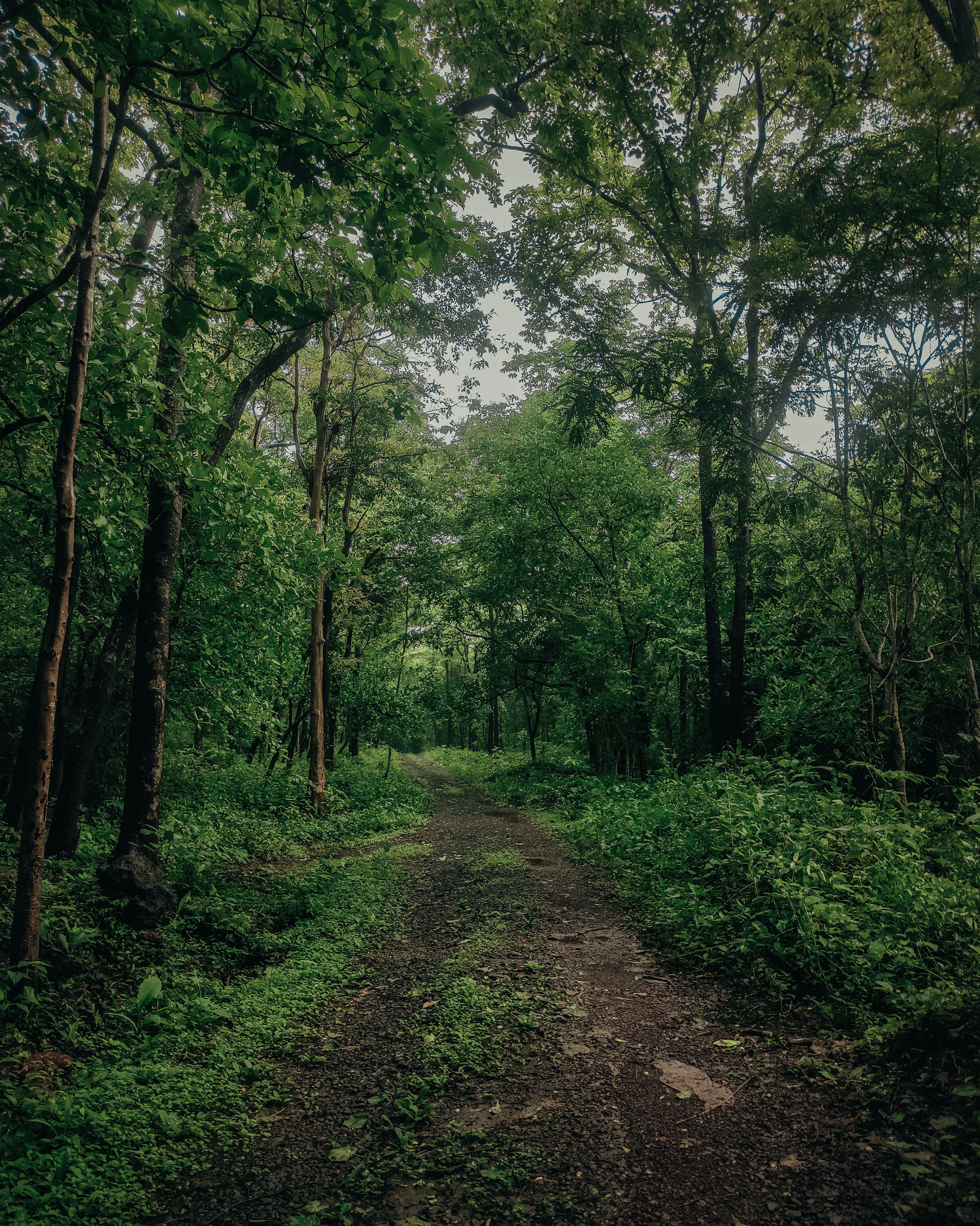 Brown Pathway in the Forest · Free Stock Photo