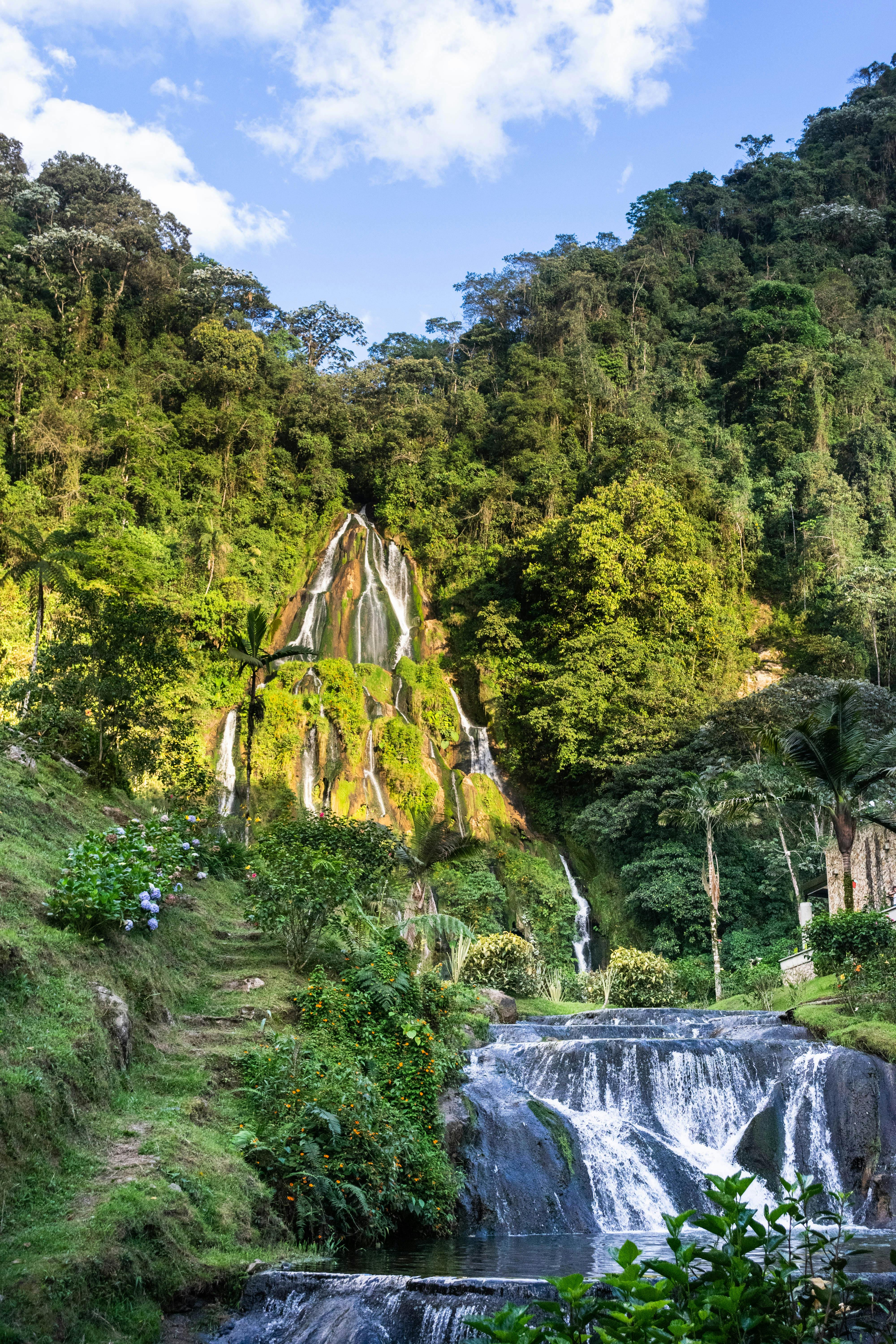 Green Trees Near Waterfalls · Free Stock Photo