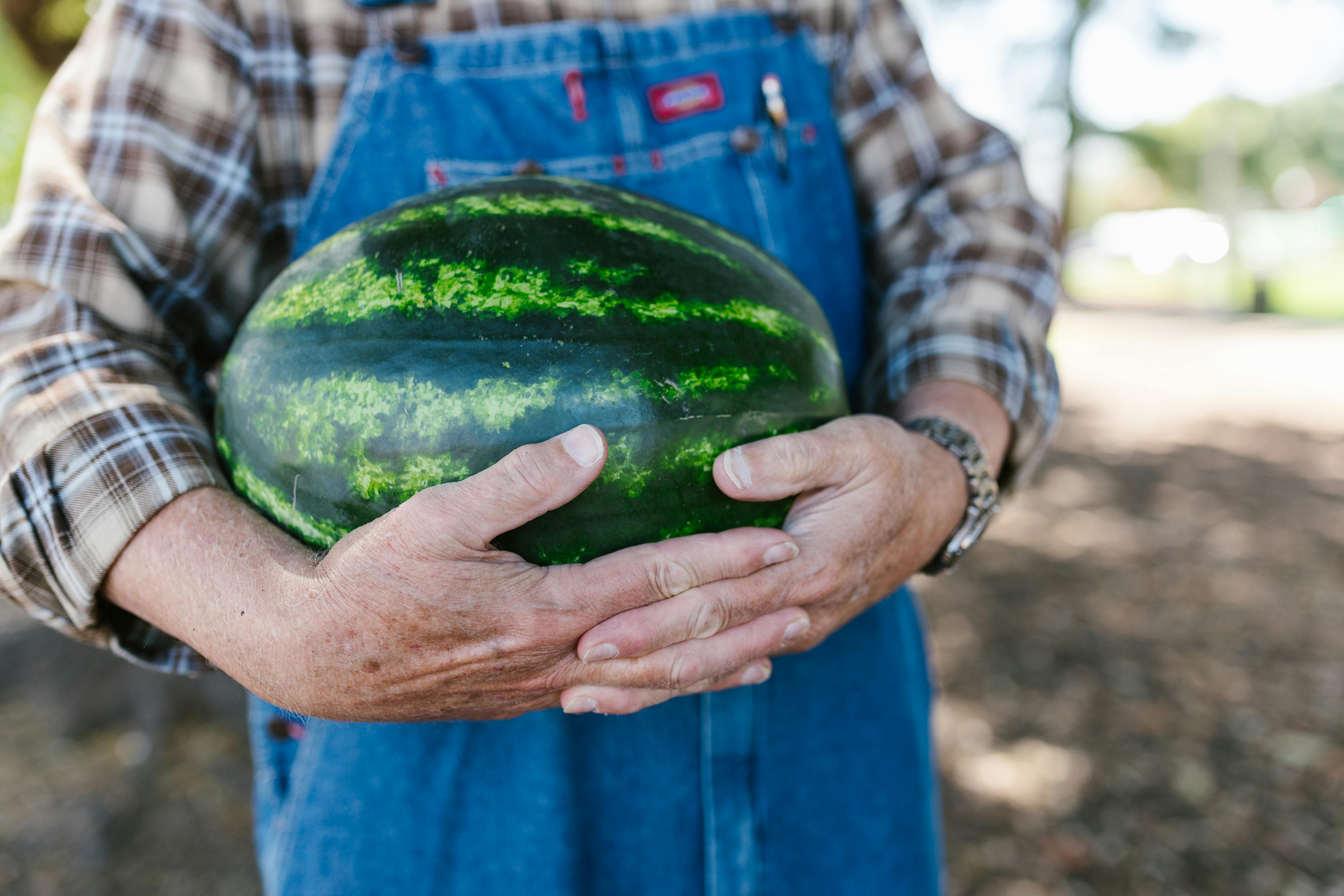 A Person Holding a Watermelon · Free Stock Photo