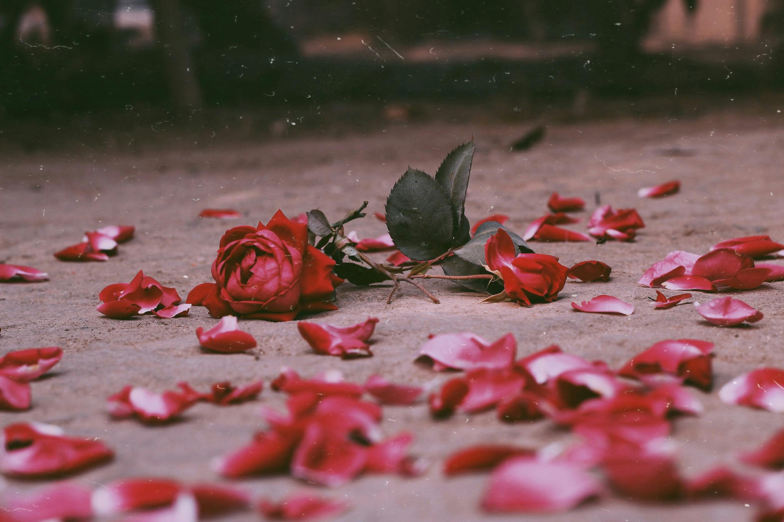 Red Rose Petals on the Ground · Free Stock Photo