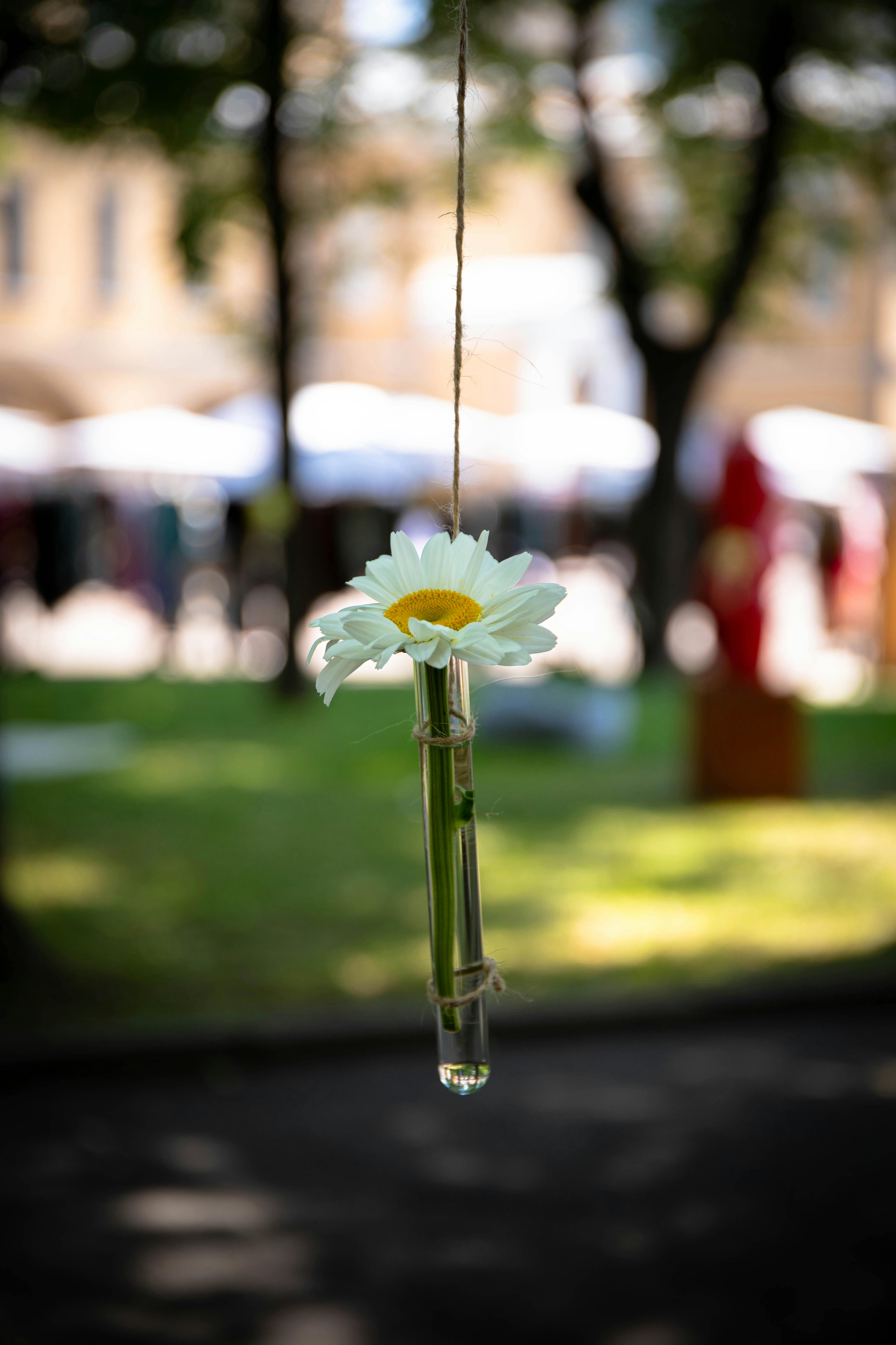 Hanging Daisy Photos, Download The BEST Free Hanging Daisy Stock Photos ...