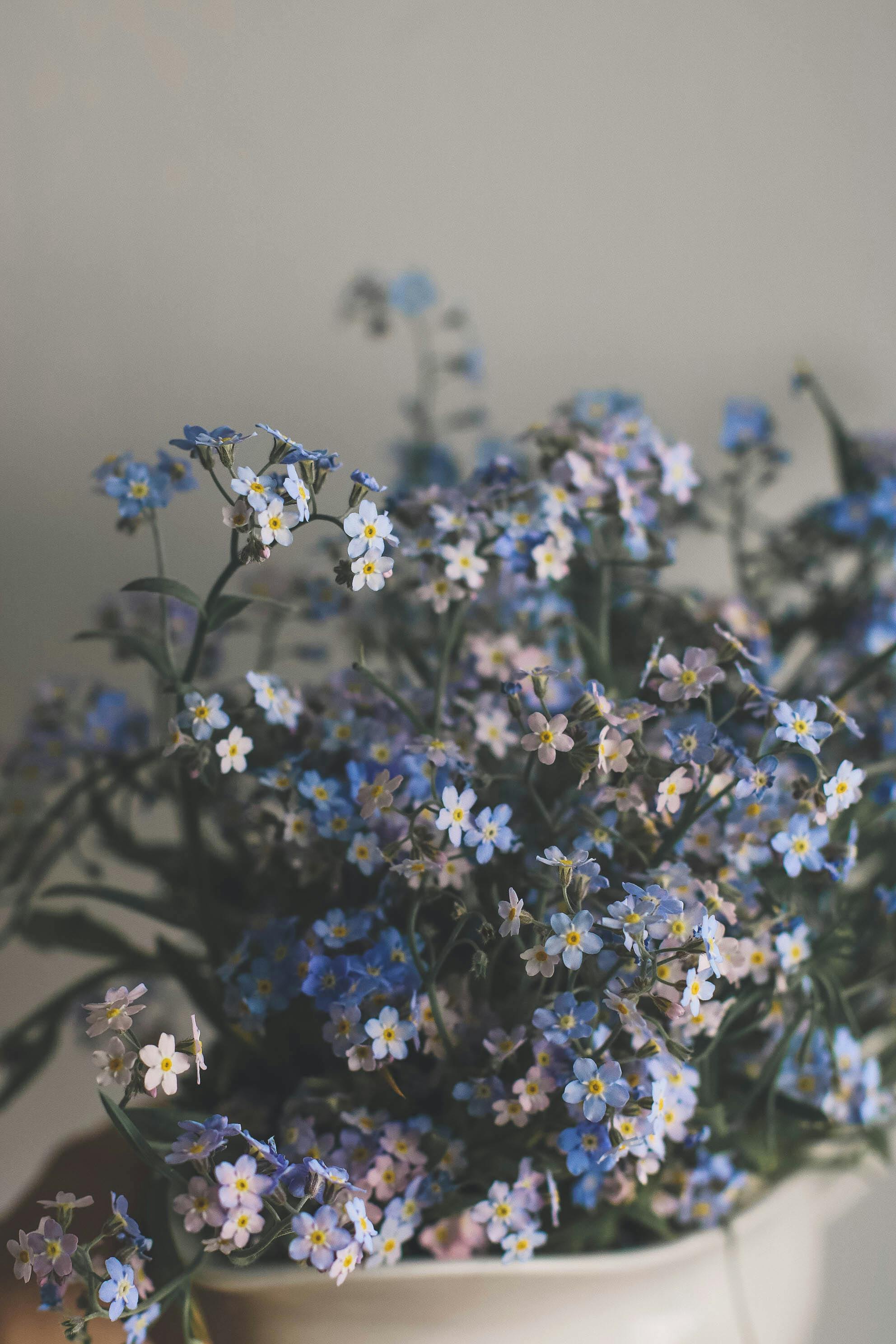 Close-Up Shot of Tiny Blue Flowers · Free Stock Photo