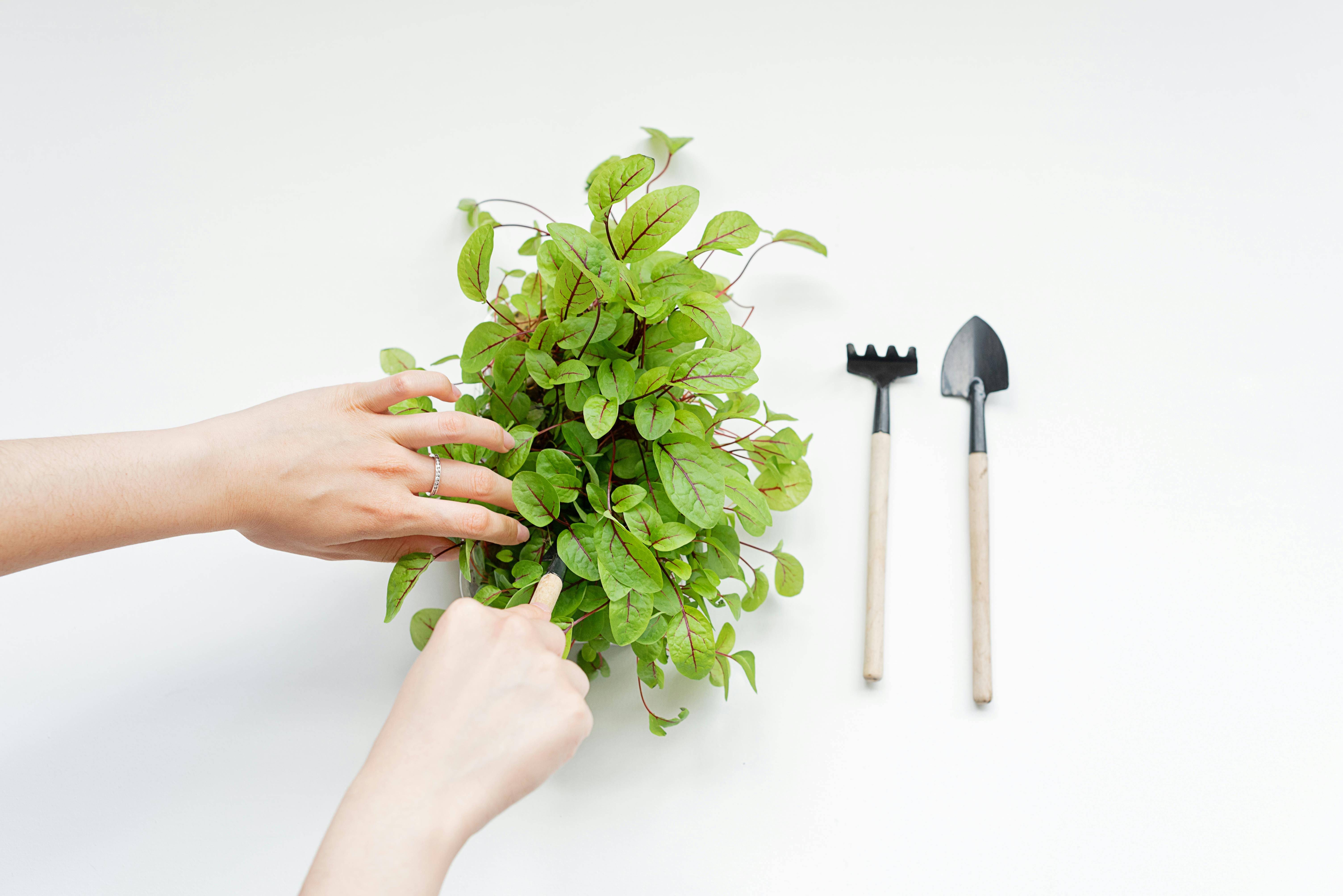 Person Planting Using Gardening Tools · Free Stock Photo