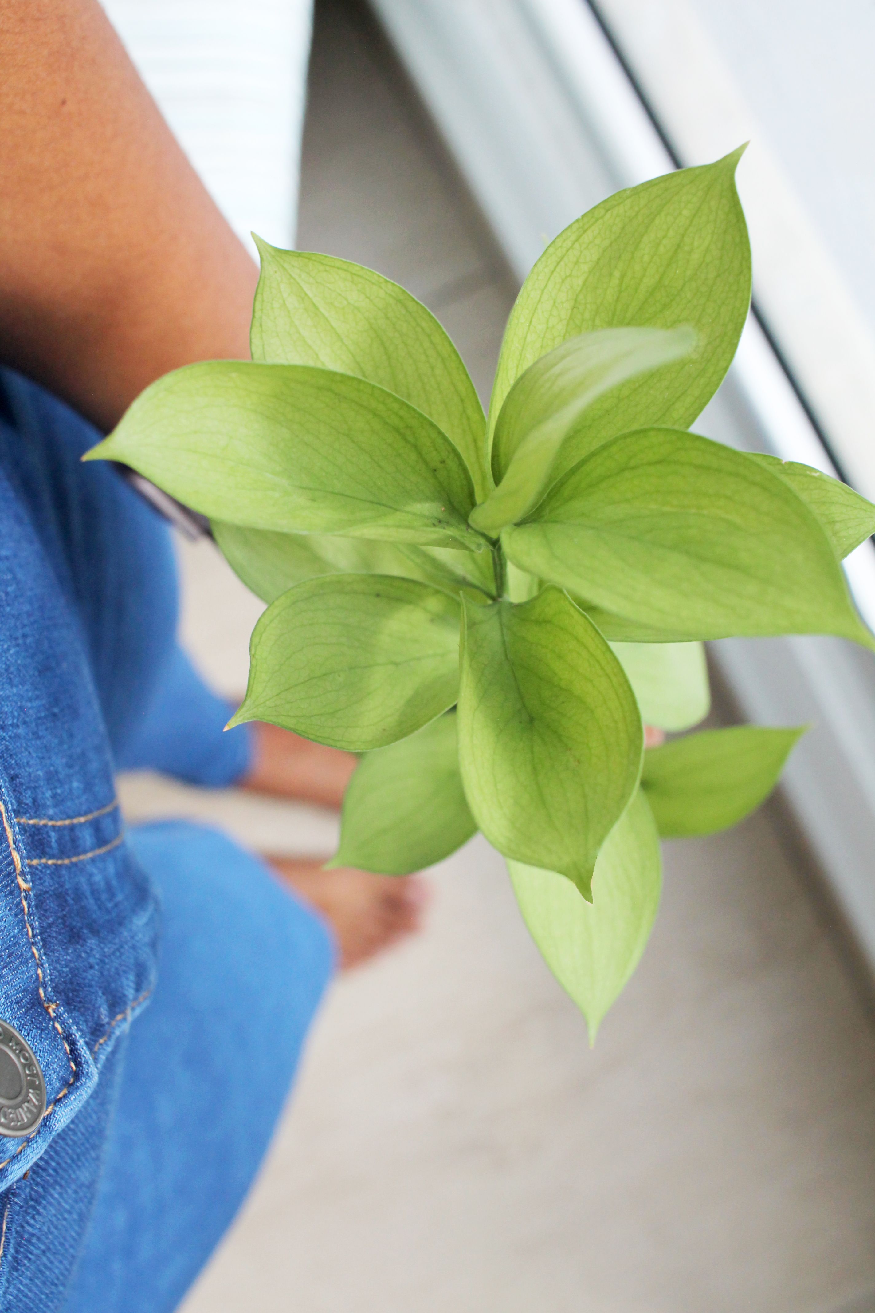 Healthy Green Plant · Free Stock Photo
