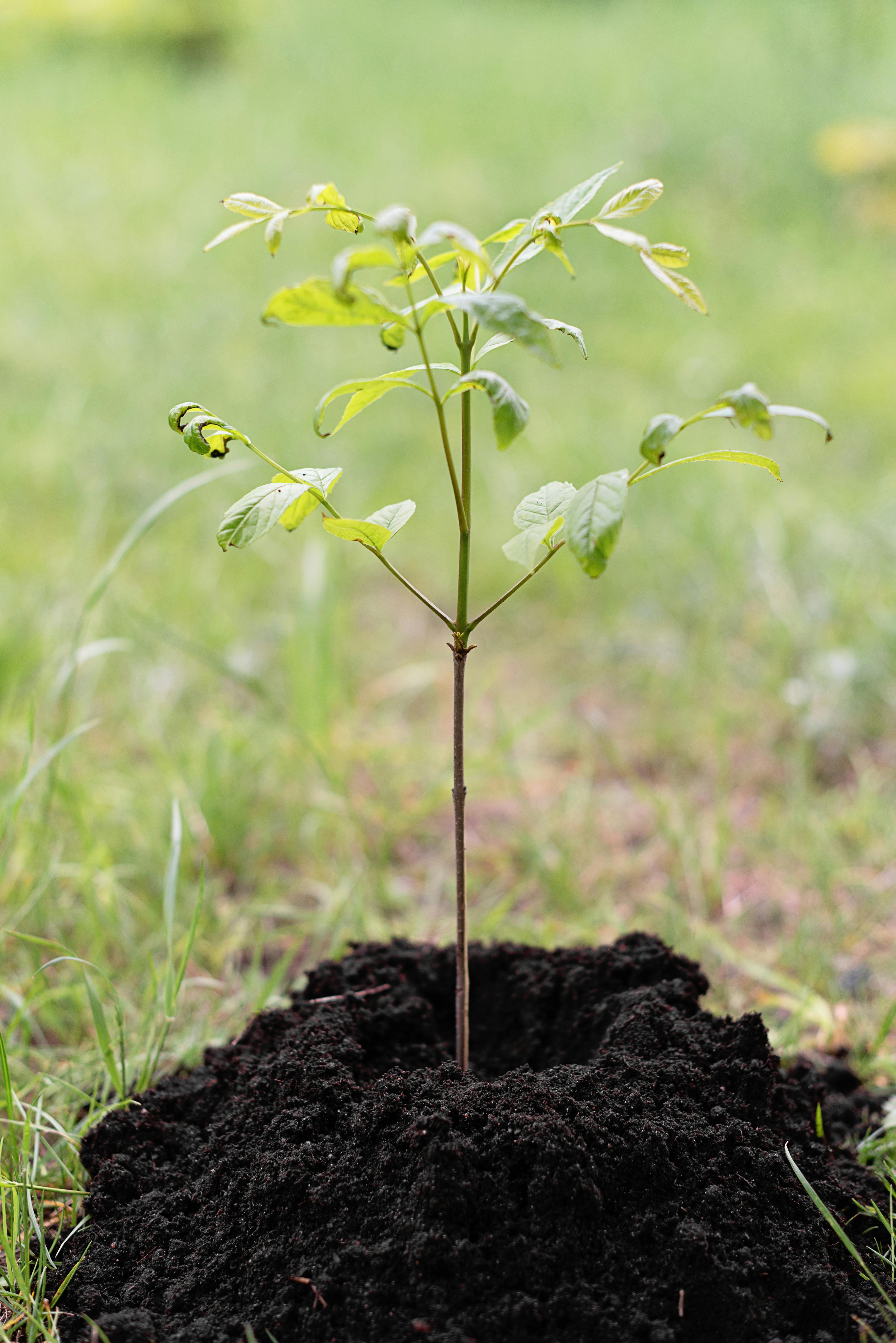 Close-Up Shot of a Plant · Free Stock Photo
