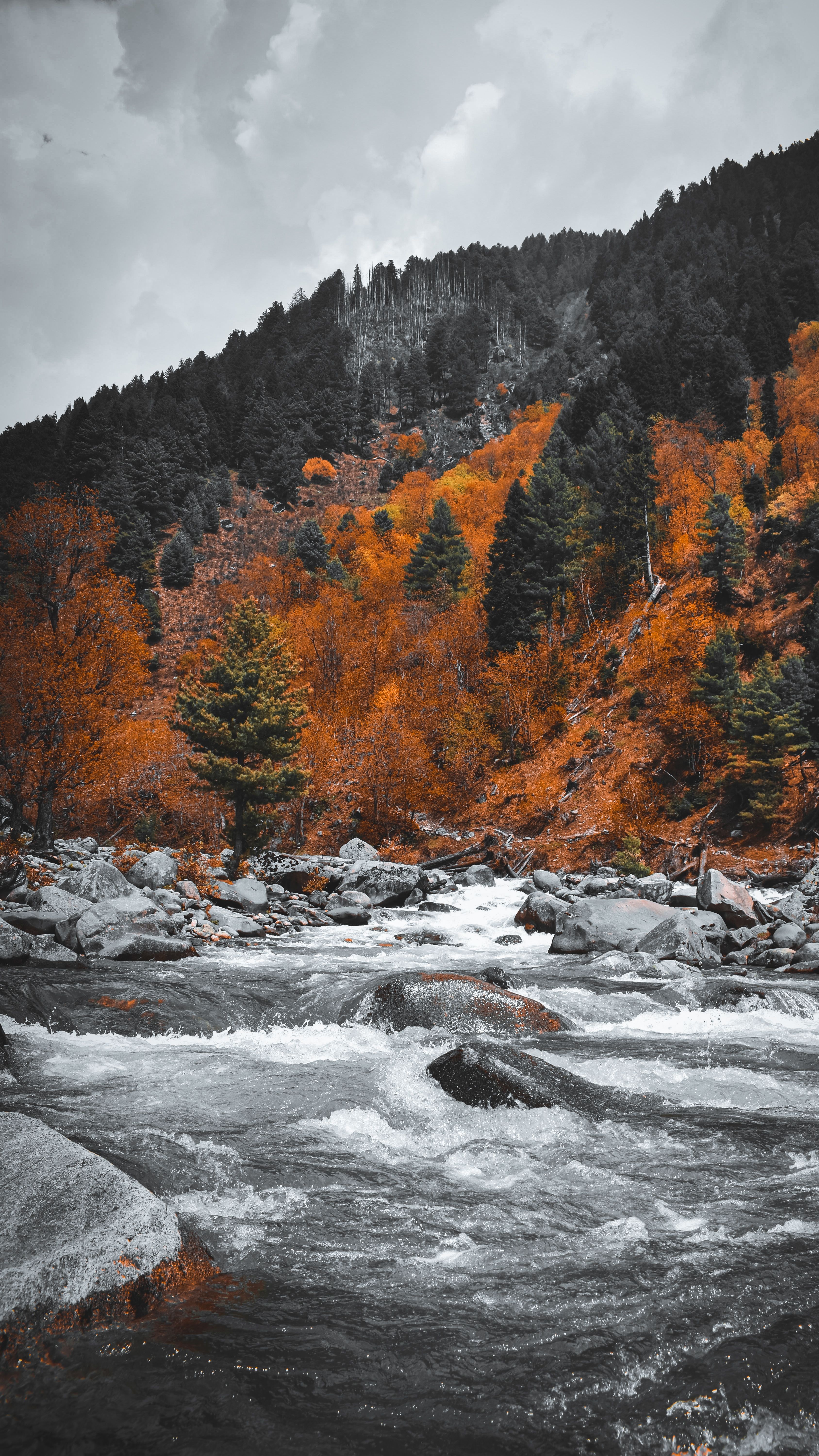 Rocky River Near the Mountain with Trees · Free Stock Photo