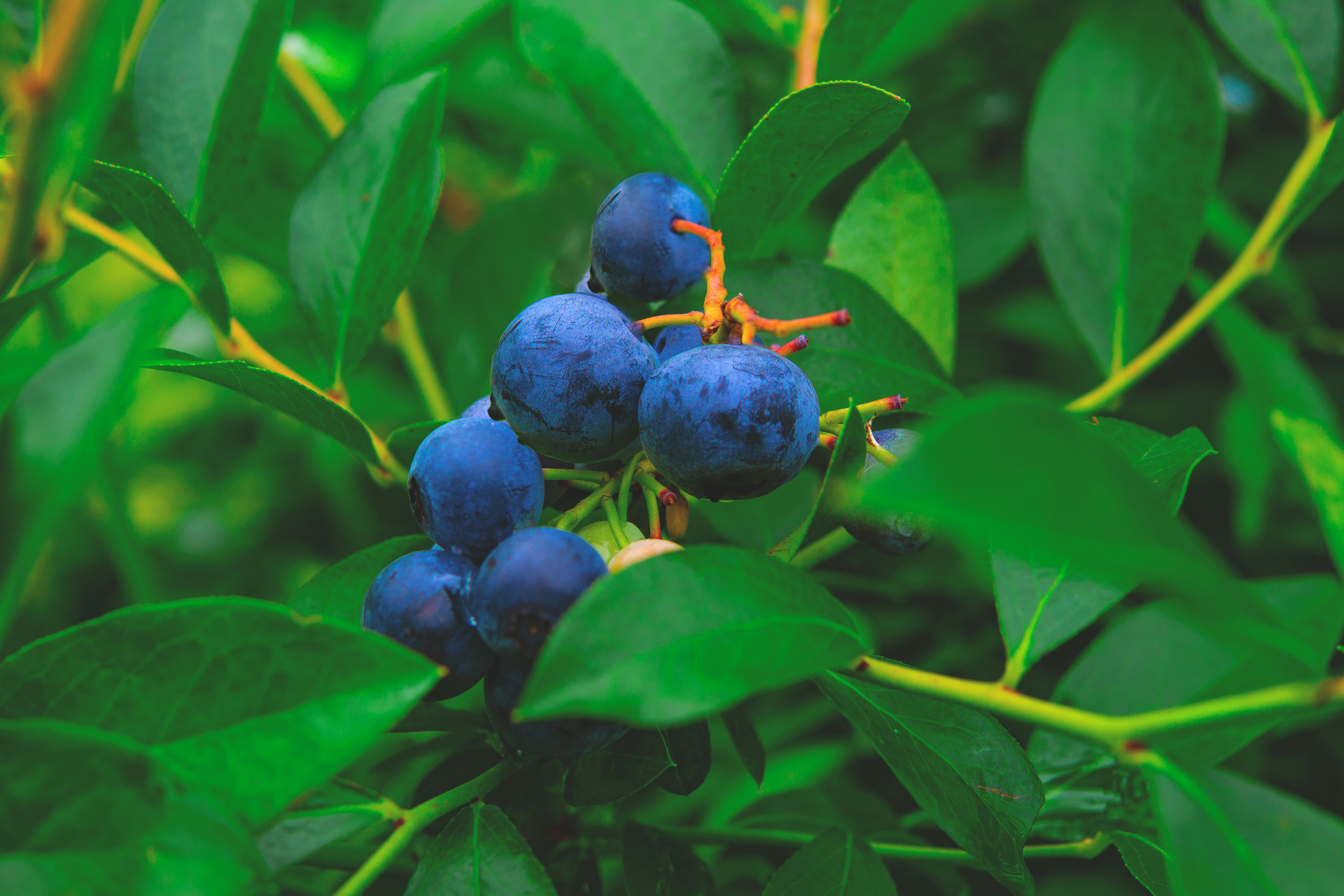 Close-Up Shot of Blueberries on a Tree · Free Stock Photo