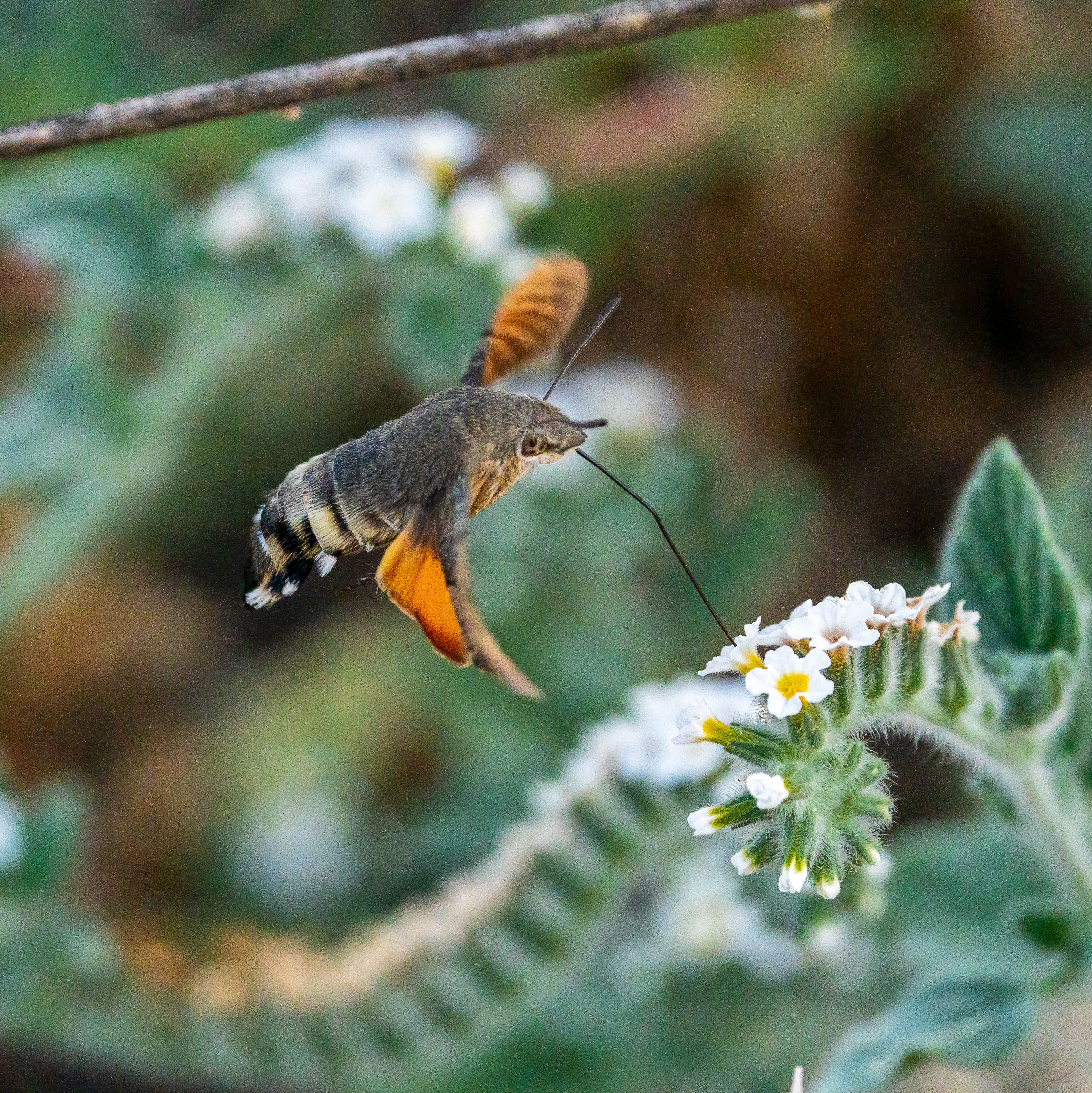 Close Up Photo of an Insect · Free Stock Photo