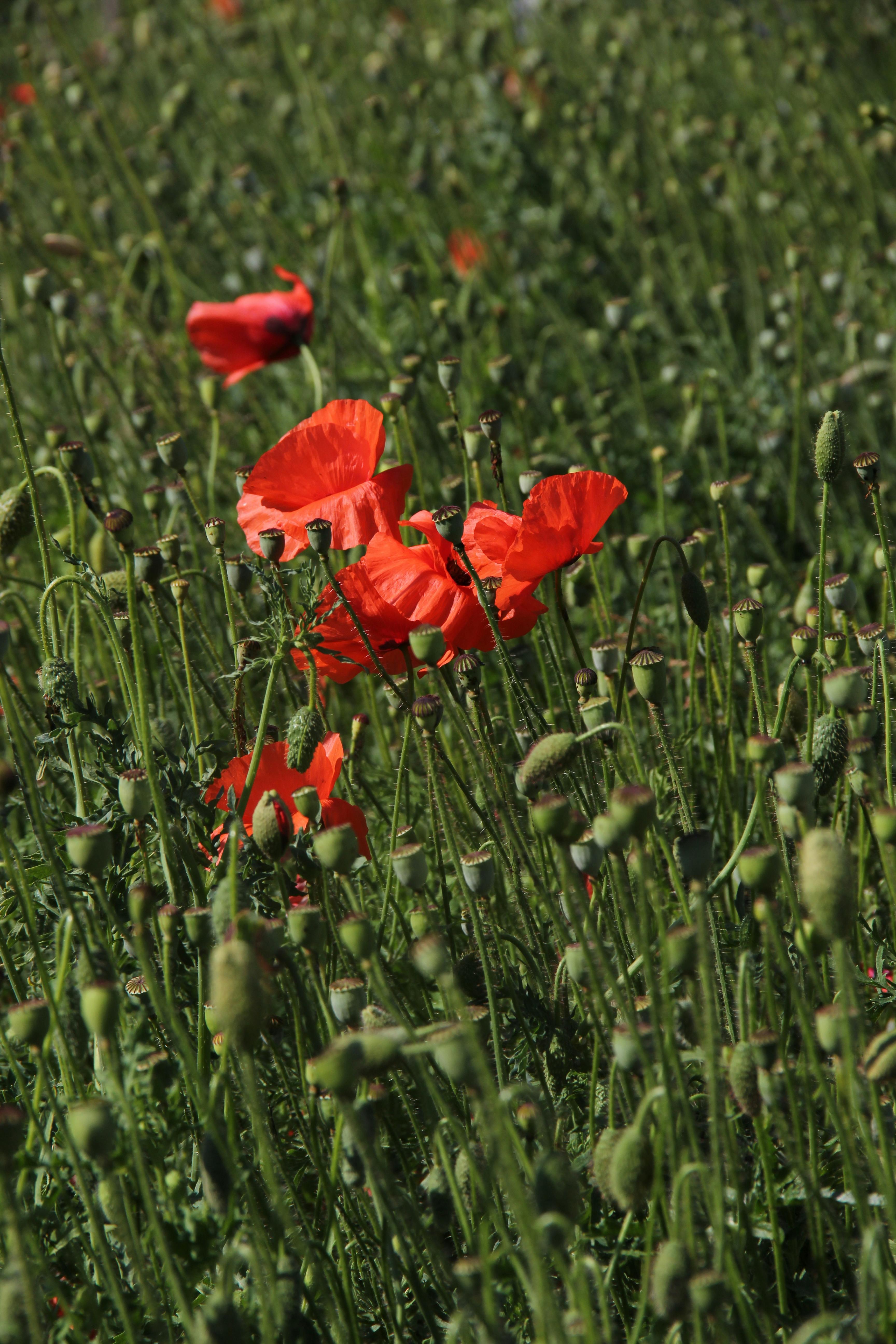 Close-Up Shot of Red Poppies in Bloom · Free Stock Photo