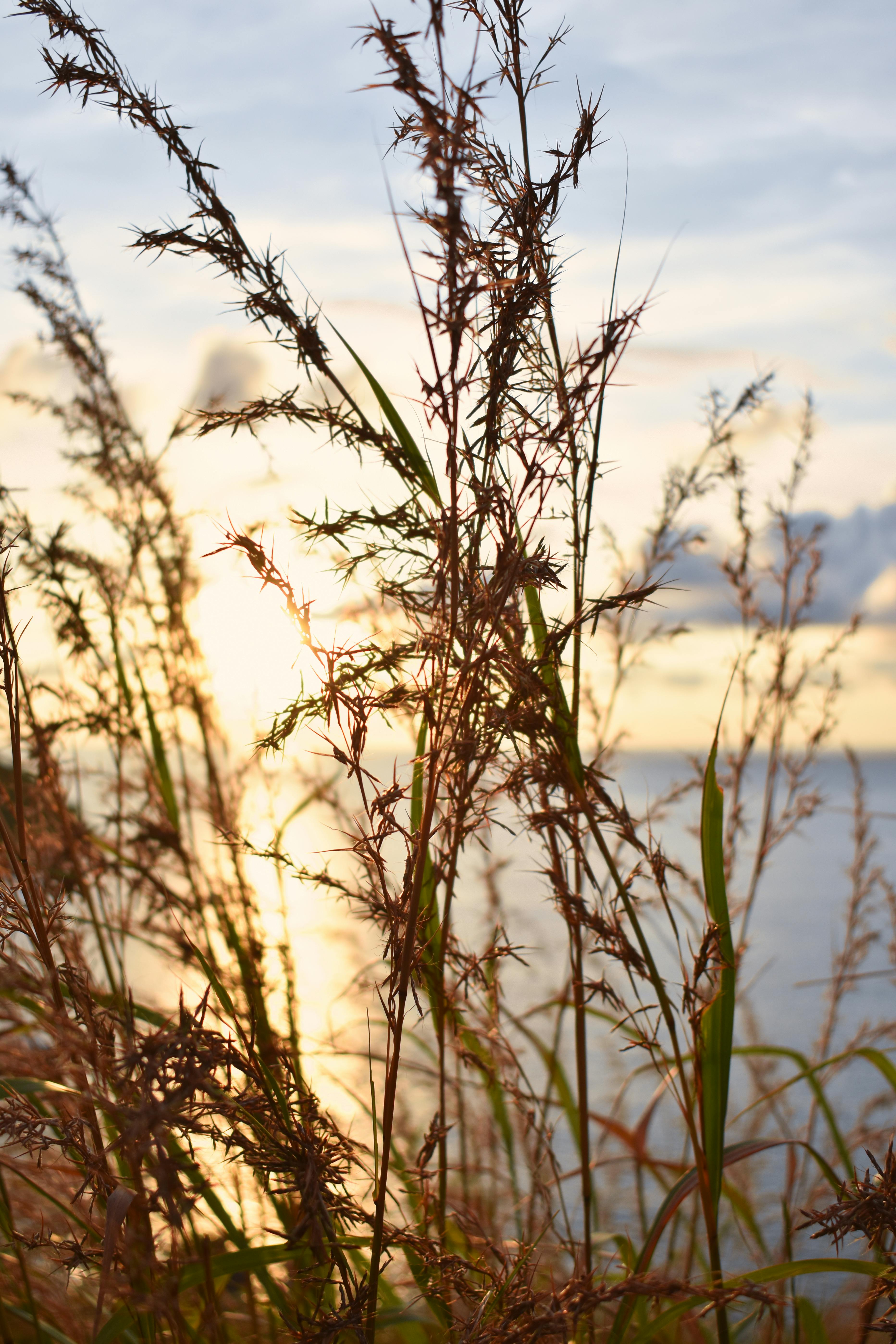 Nao xotl - Photography