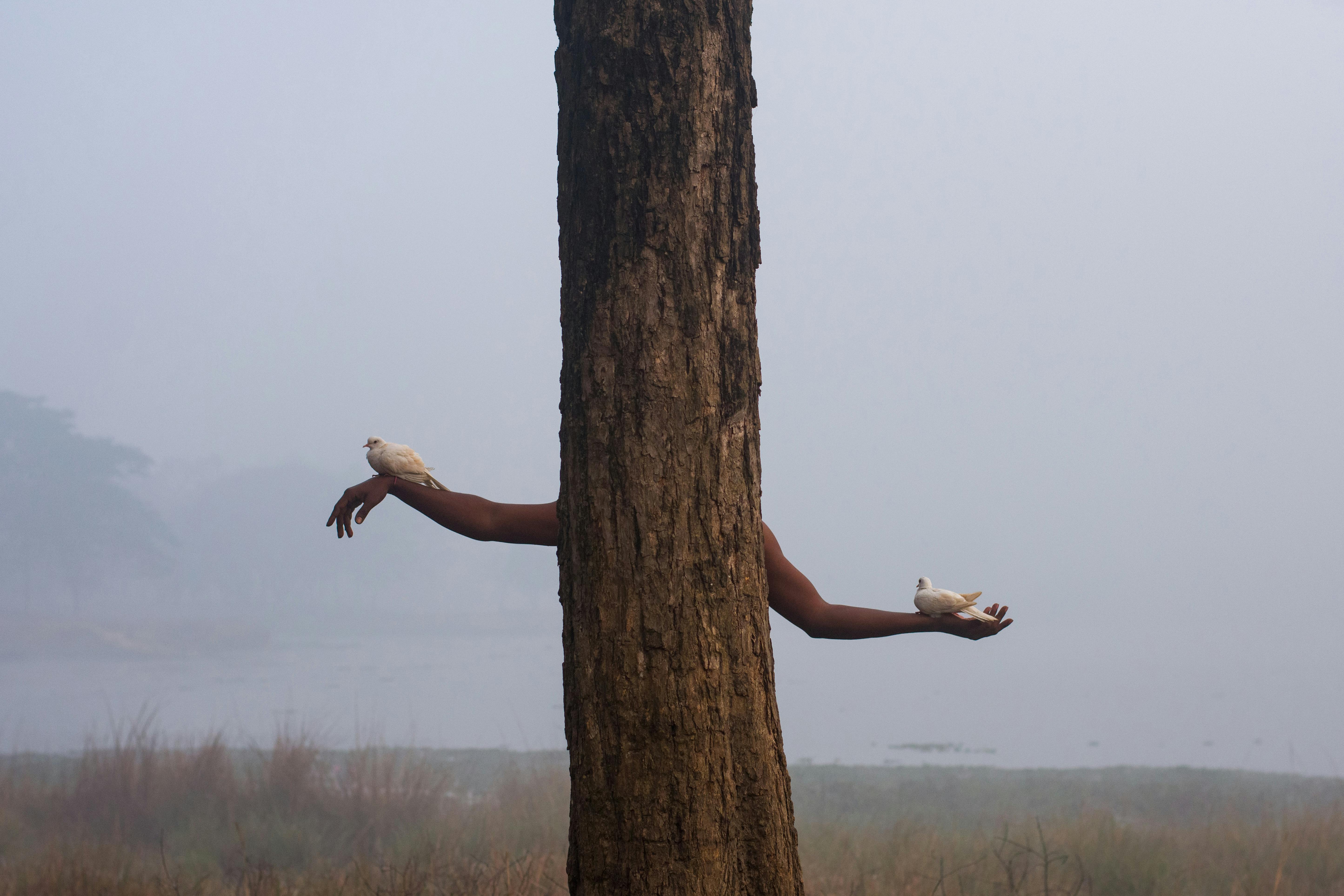 Person Standing at the Back of a Tree · Free Stock Photo