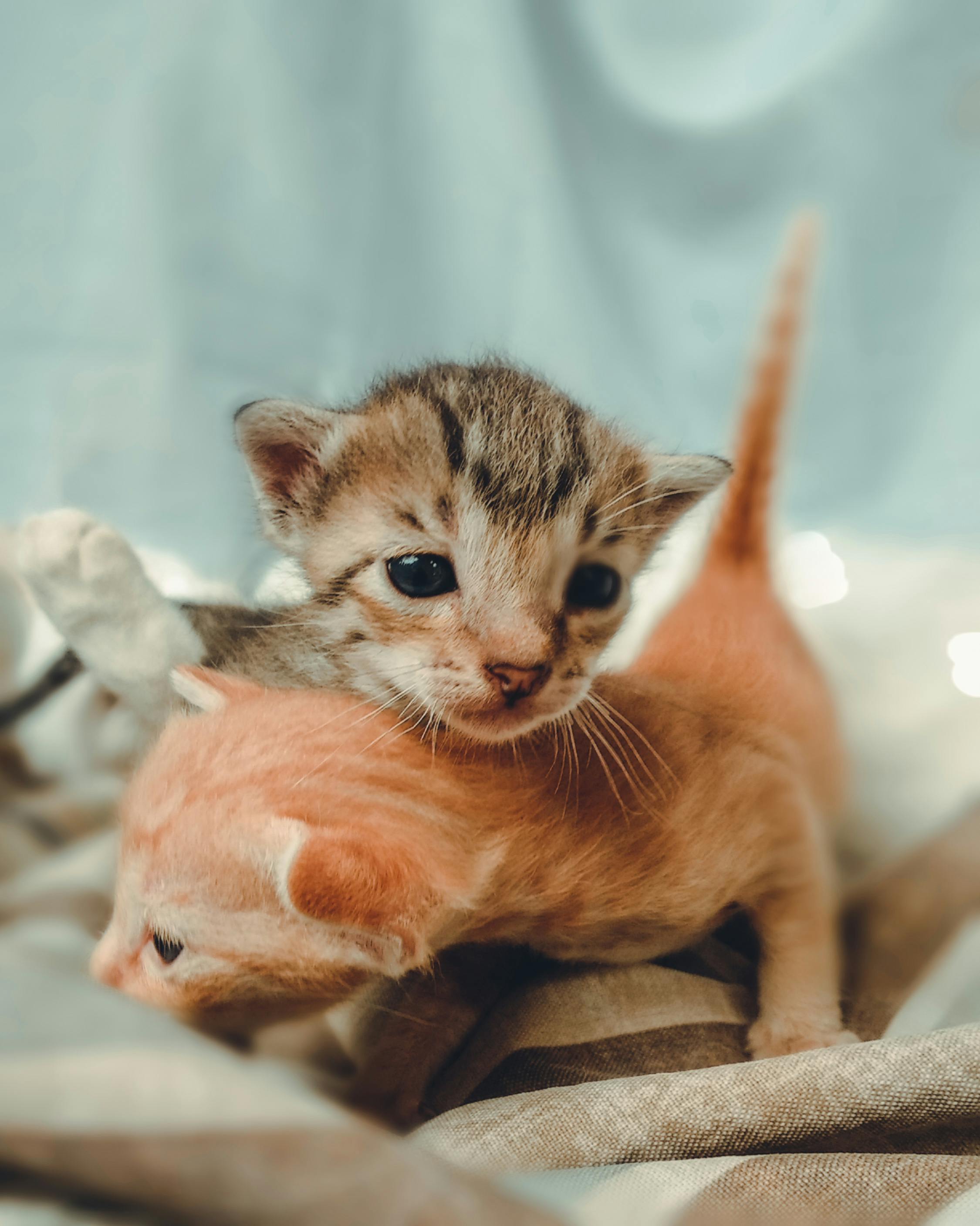 Kittens in Close Up Photography · Free Stock Photo