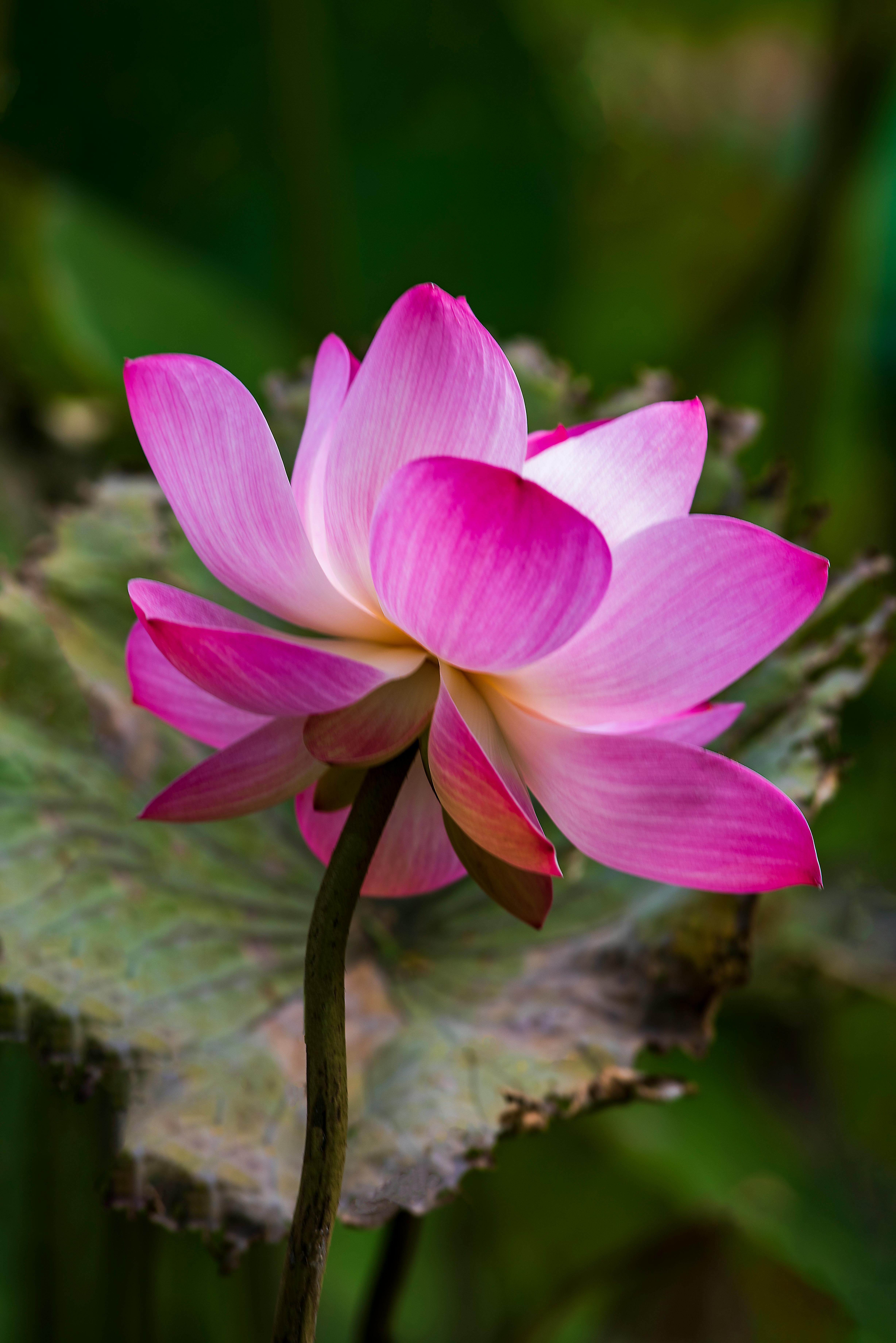 Close-Up Shot of a Lotus Flower · Free Stock Photo