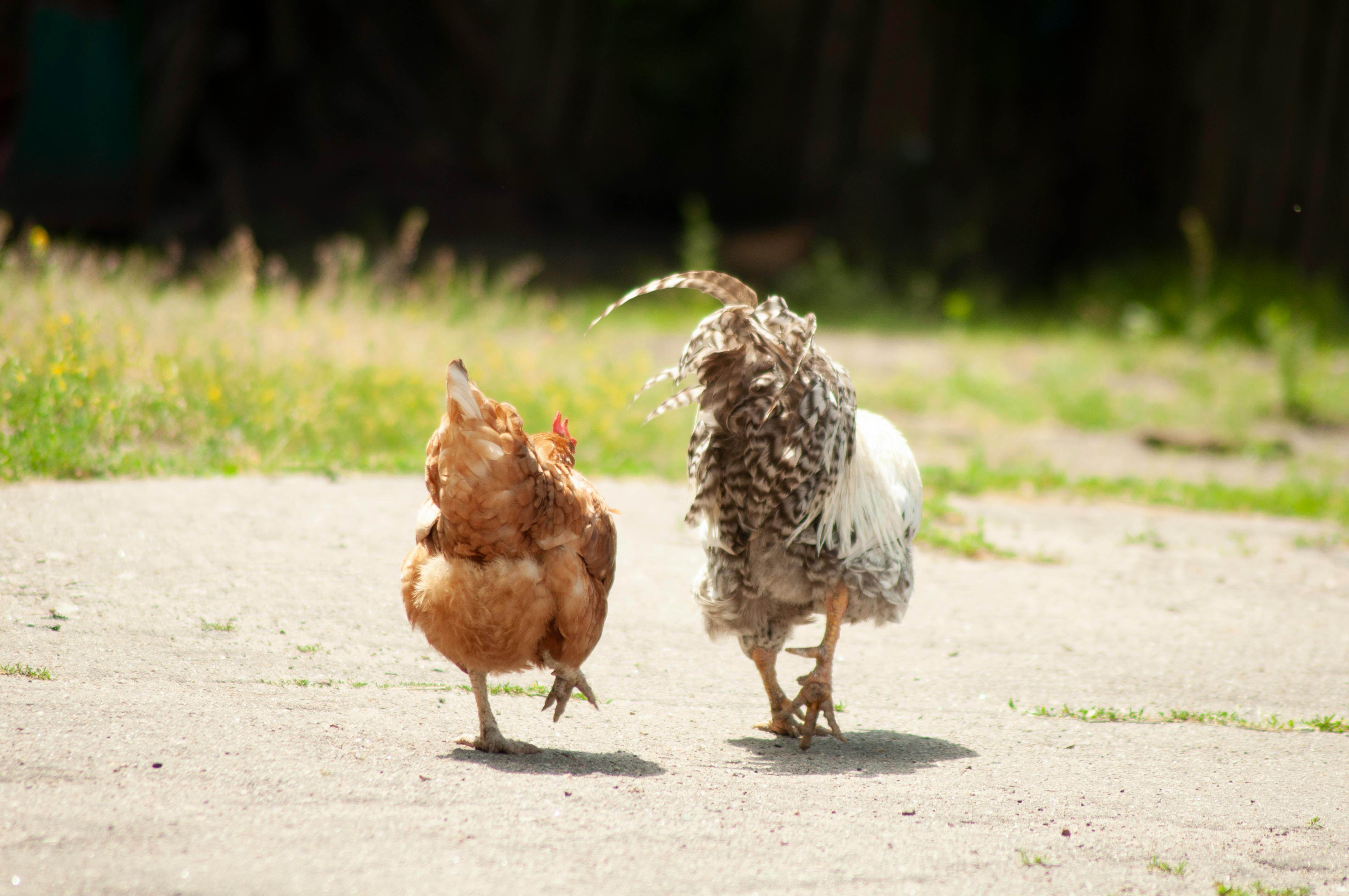 Homeless Birds Photos, Download Free Homeless Birds Stock Photos & HD ...