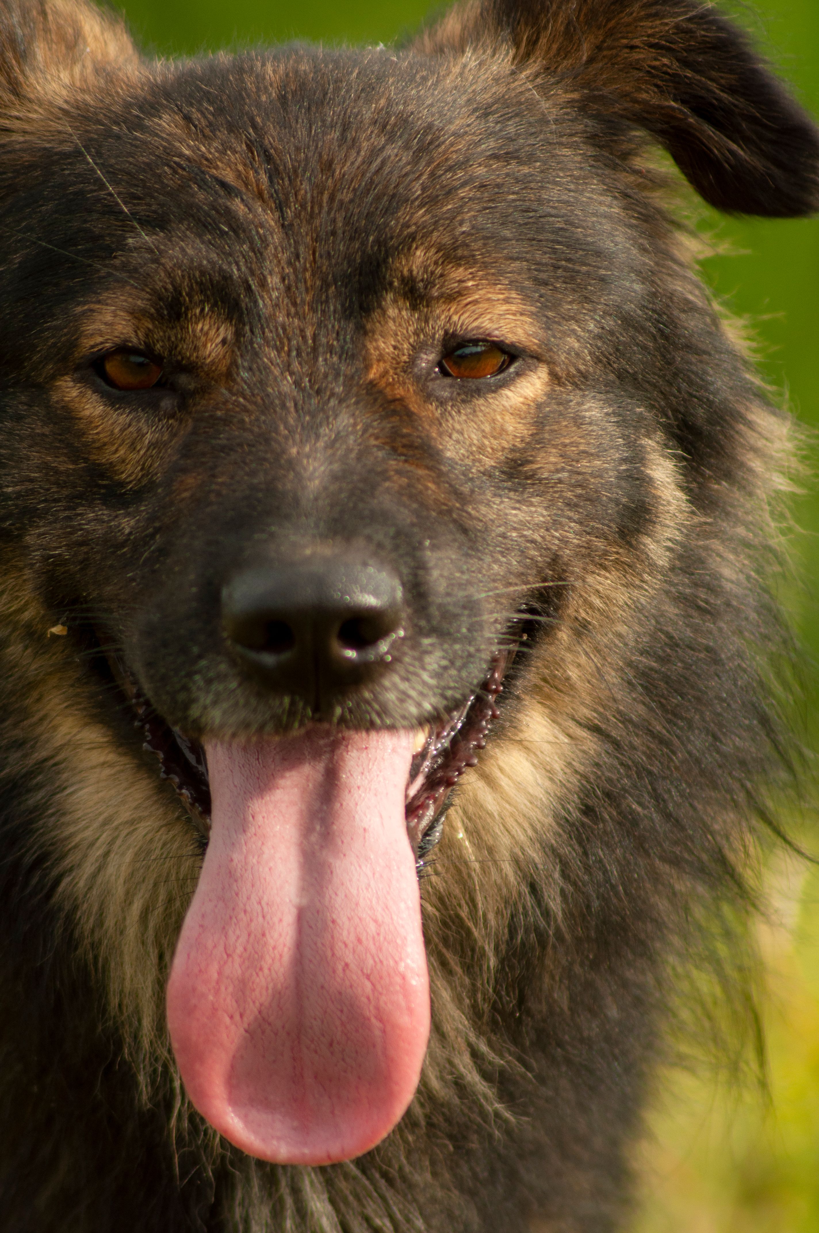 Close-Up Photo of Brown Aspin Dog · Free Stock Photo