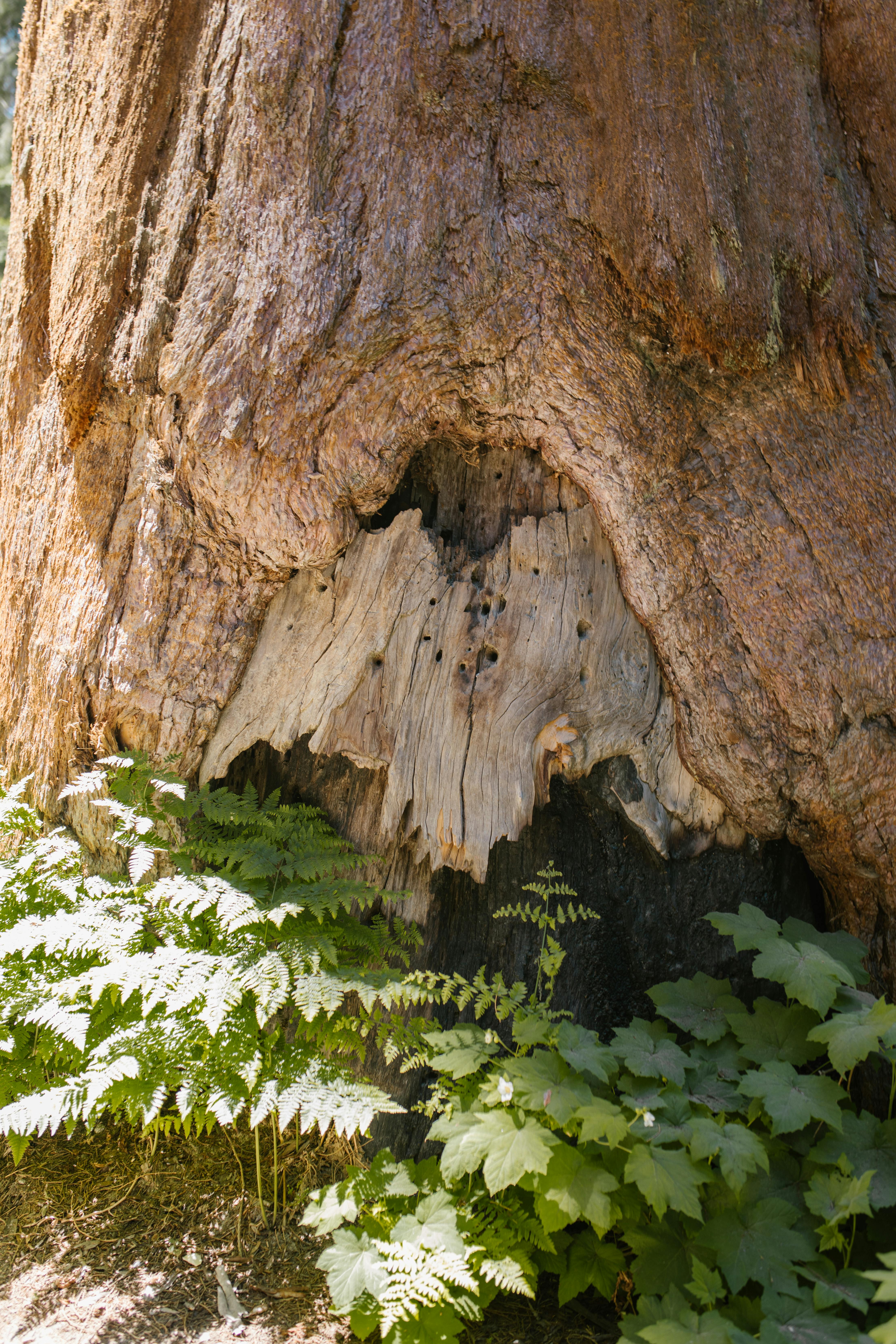 Tree Holes Photos, Download The BEST Free Tree Holes Stock Photos & HD ...
