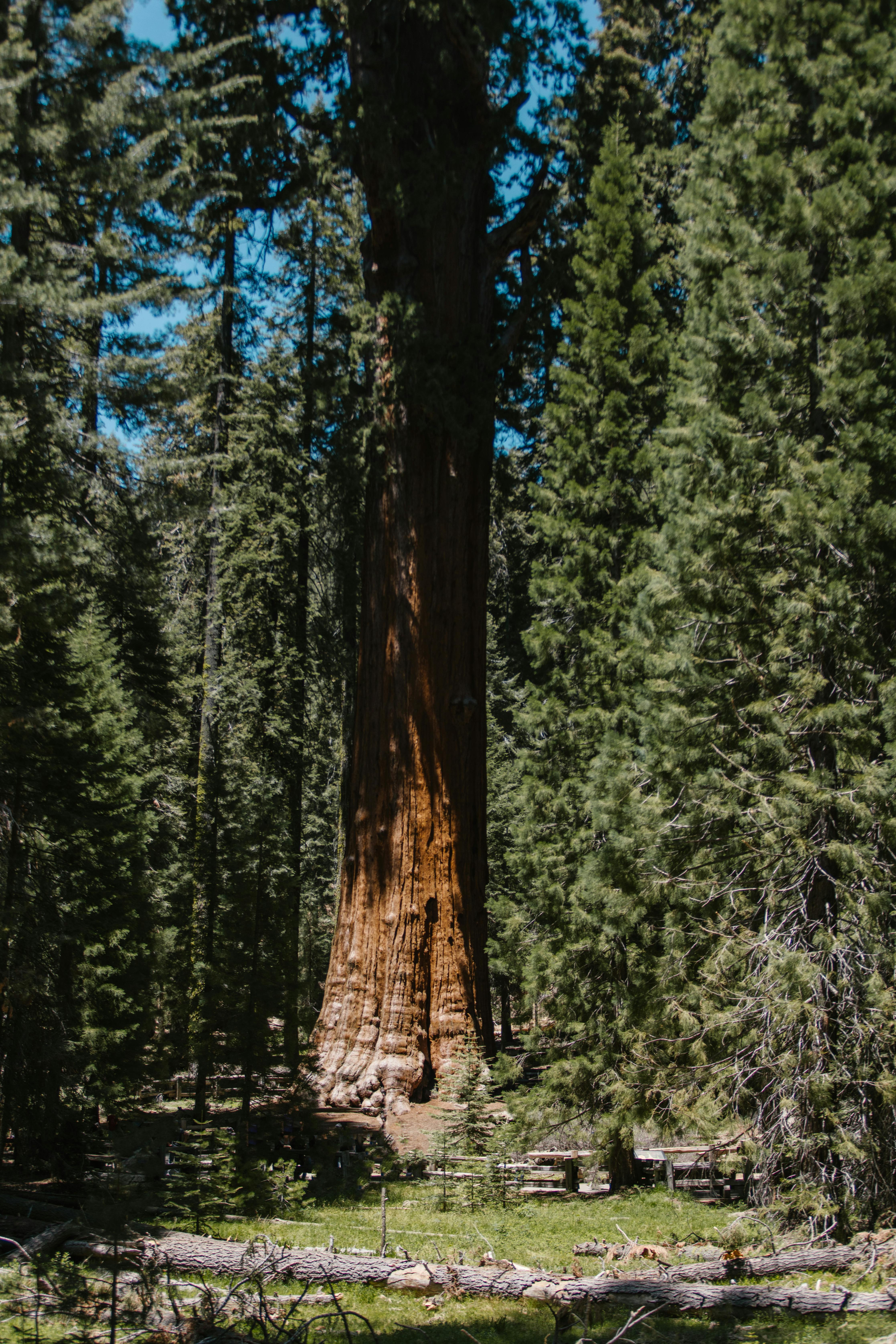 Sequoia among Trees · Free Stock Photo