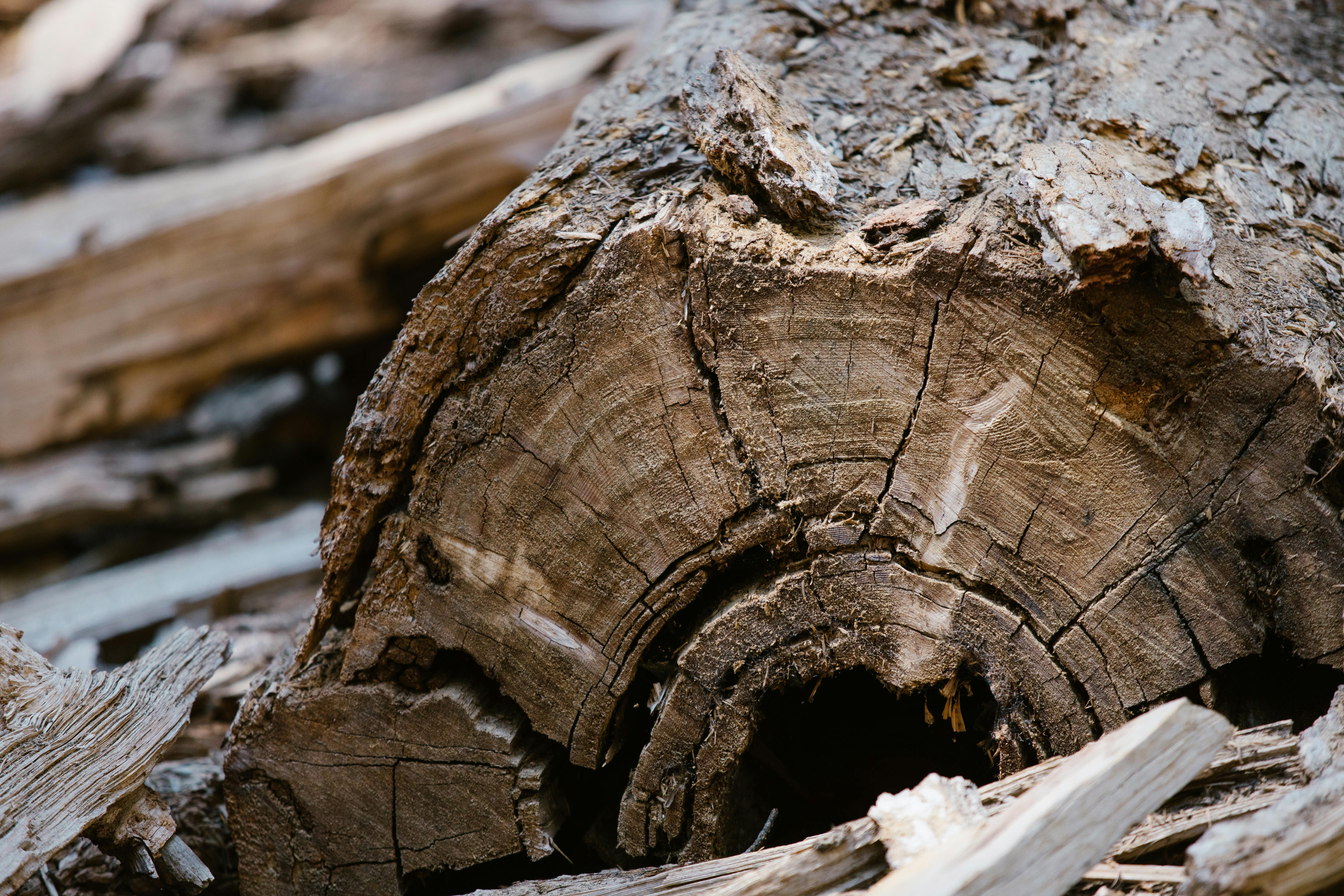 Brown Tree Log in Close-Up Photography · Free Stock Photo