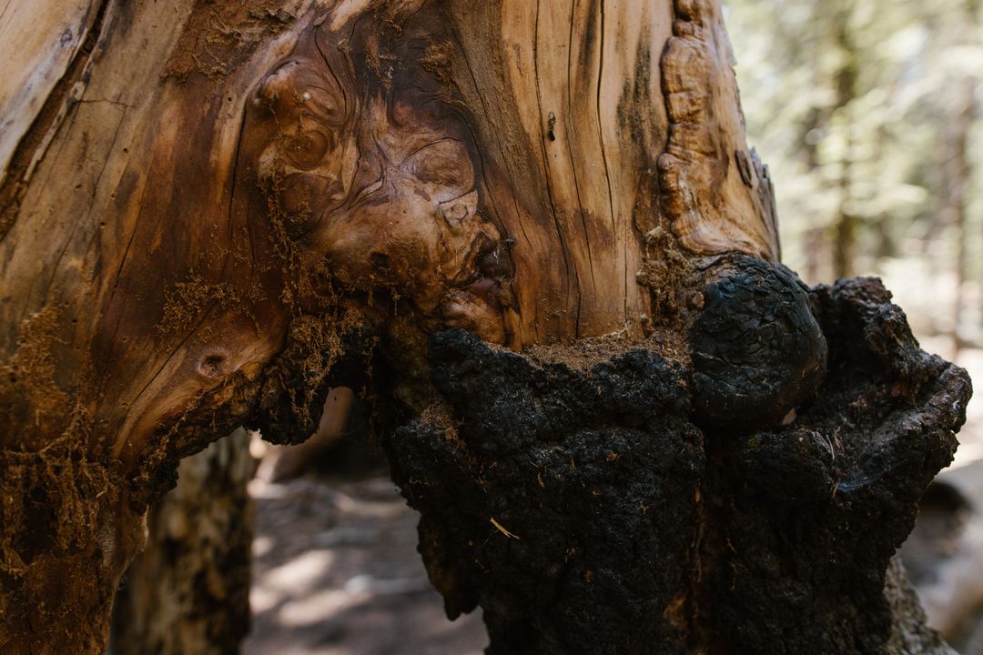 Sequoia Capital Founder's Lasting Impact on VC Ecosystem