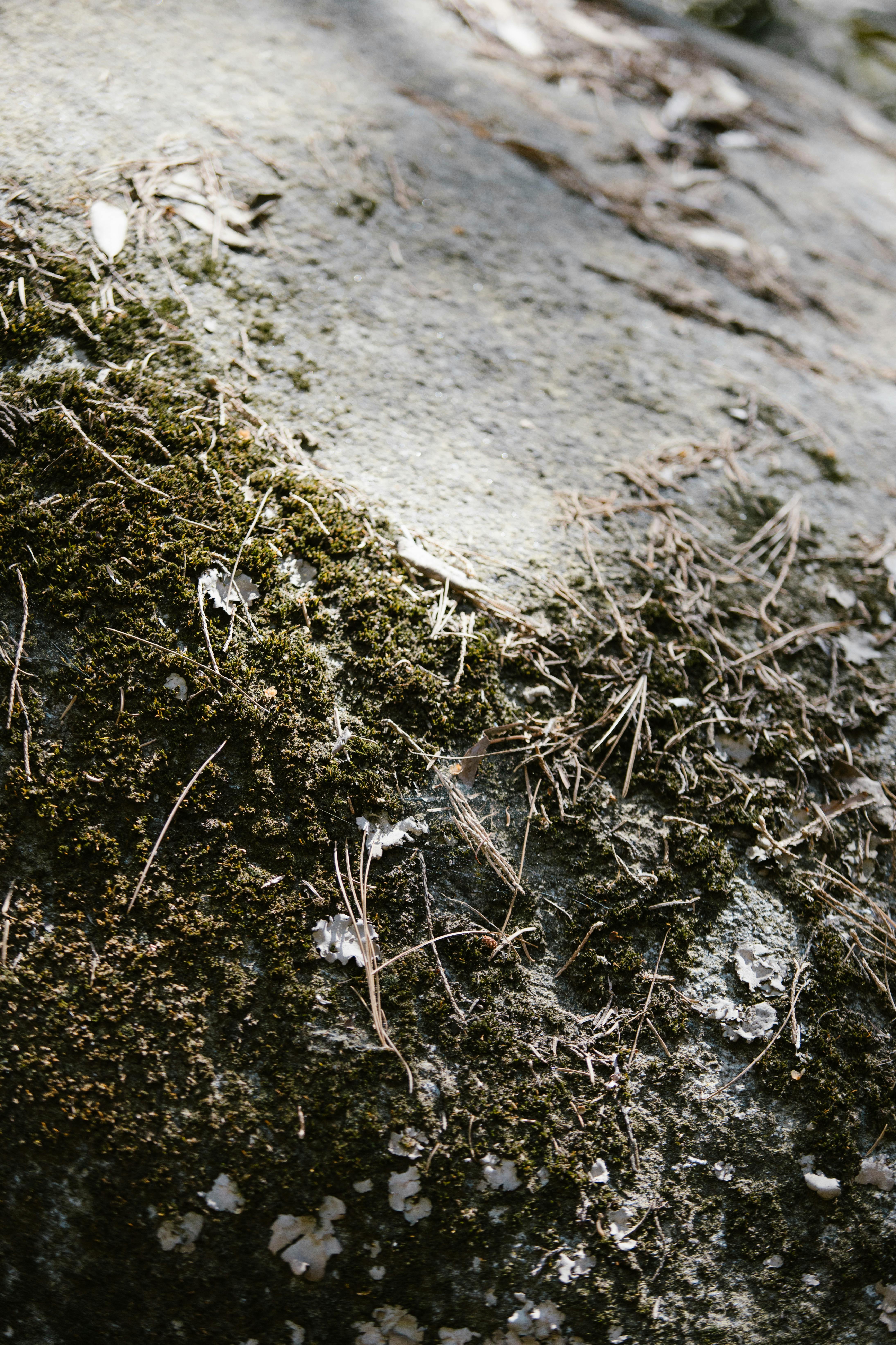 Foto Mosse Photos, Download The BEST Free Foto Mosse Stock Photos & HD ...