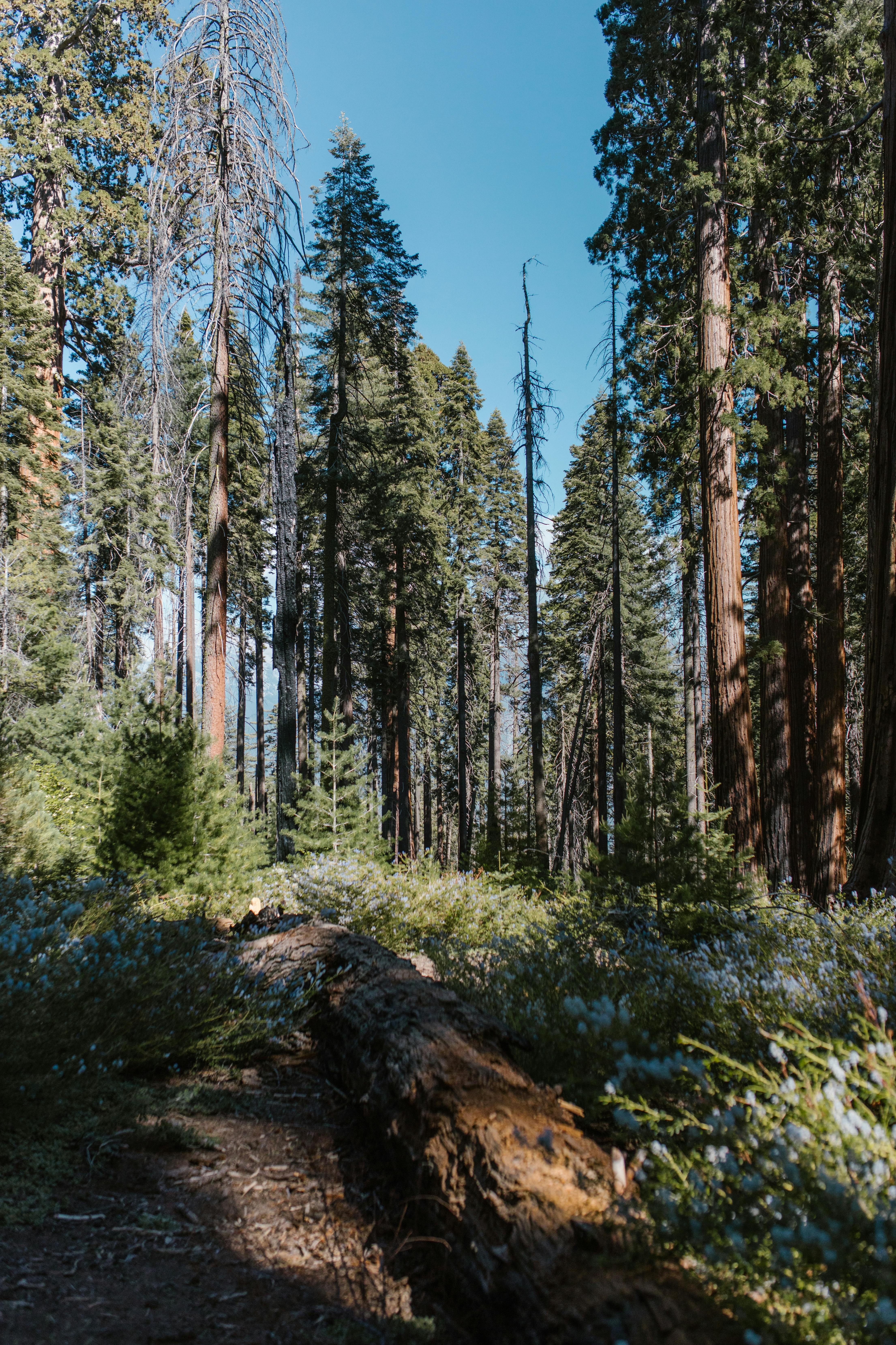 Trees in the Forest · Free Stock Photo
