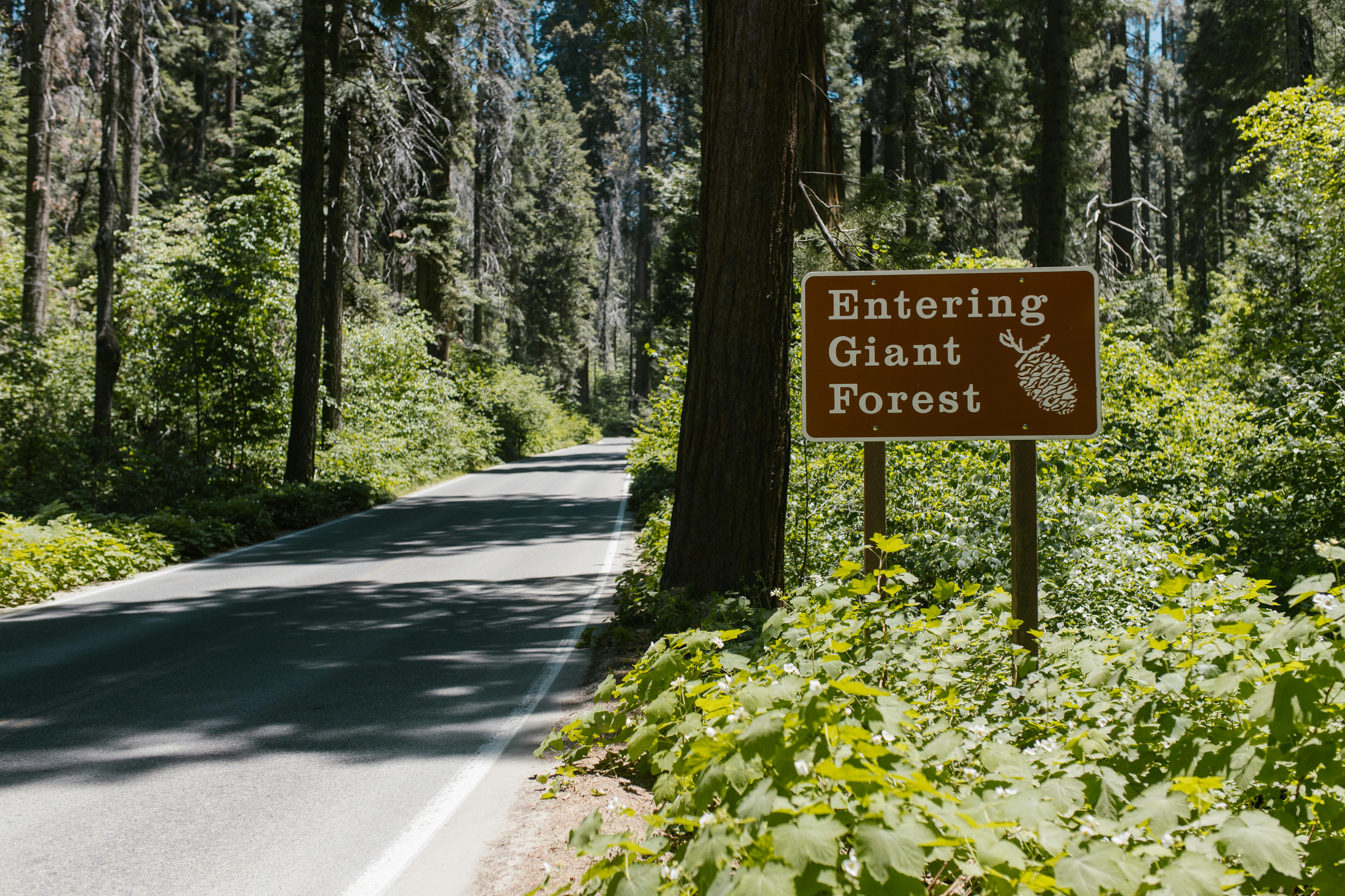 Road Sign at Entrance to Forest · Free Stock Photo
