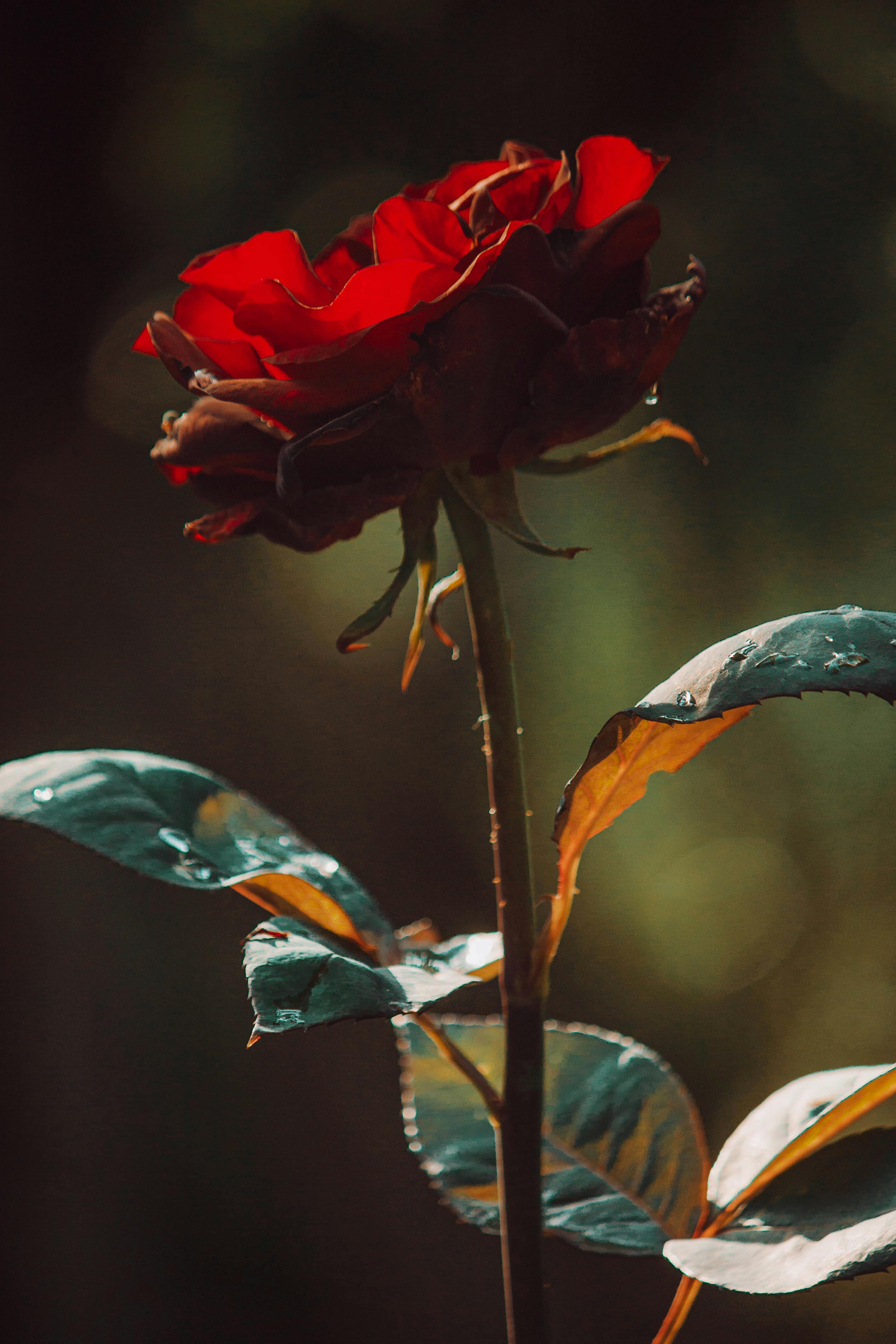 Girl Posing with Red Roses · Free Stock Photo