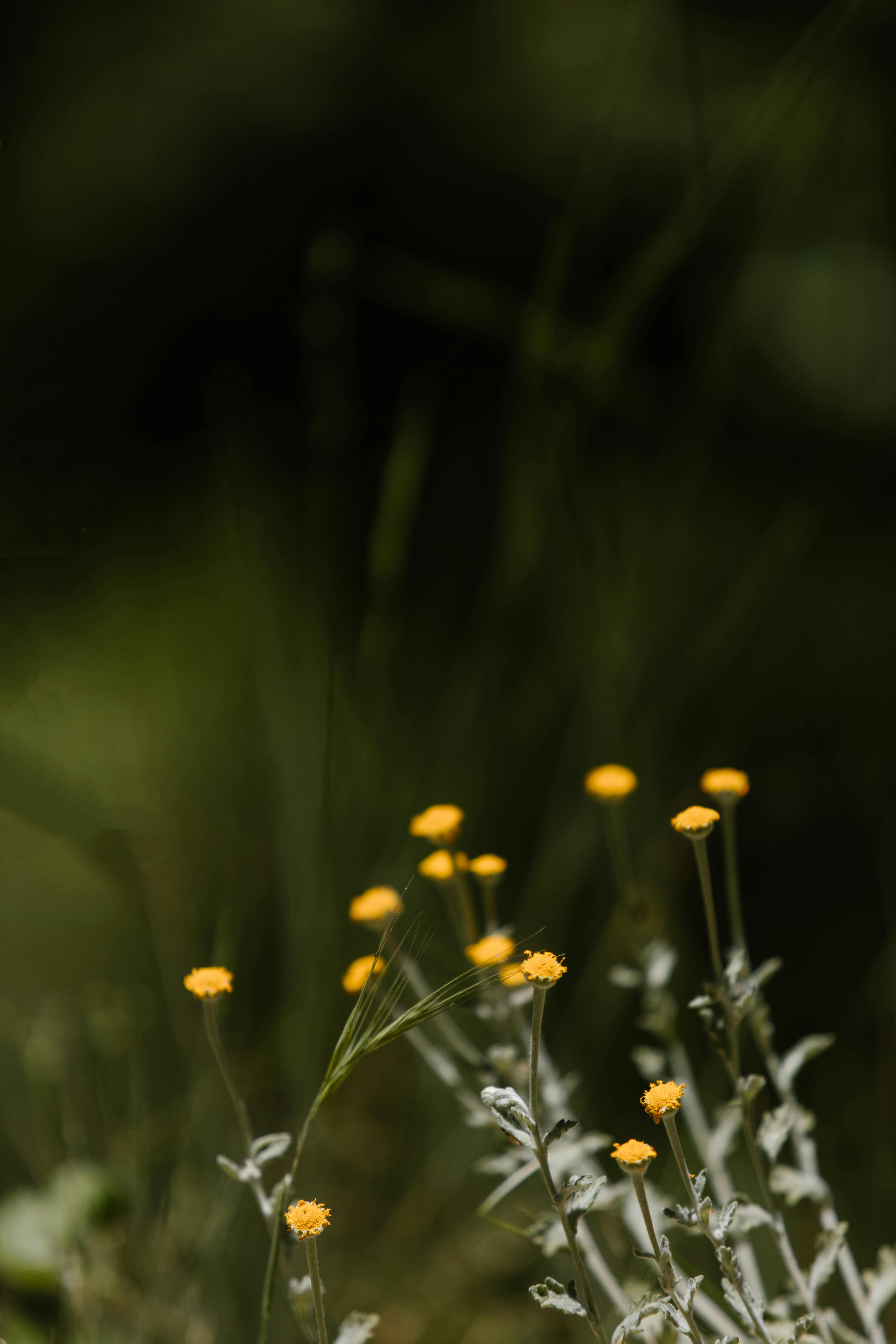 Close-Up Shot of Leptorhynchos · Free Stock Photo