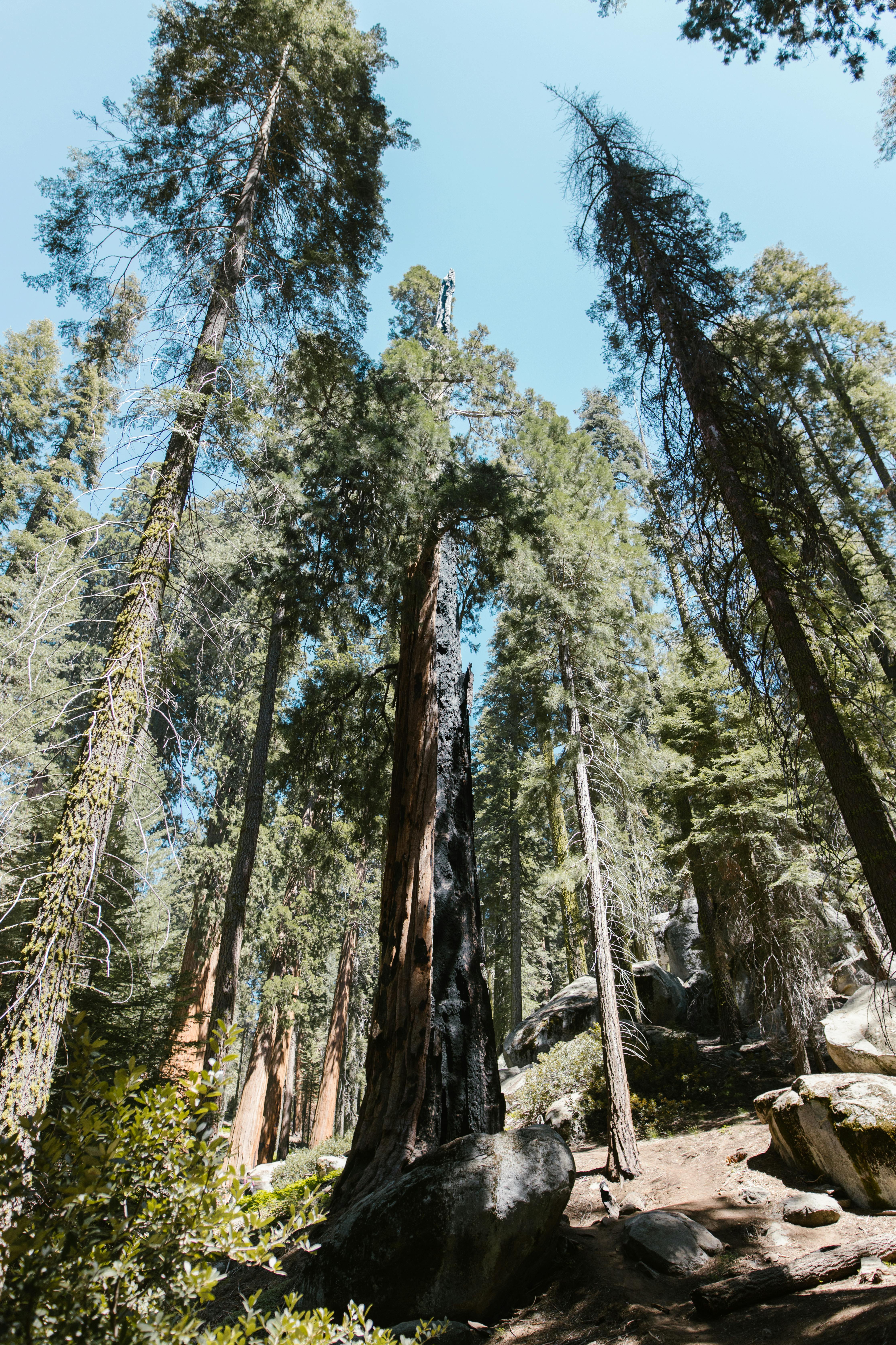 Low Angle View of Trees in a Forest · Free Stock Photo