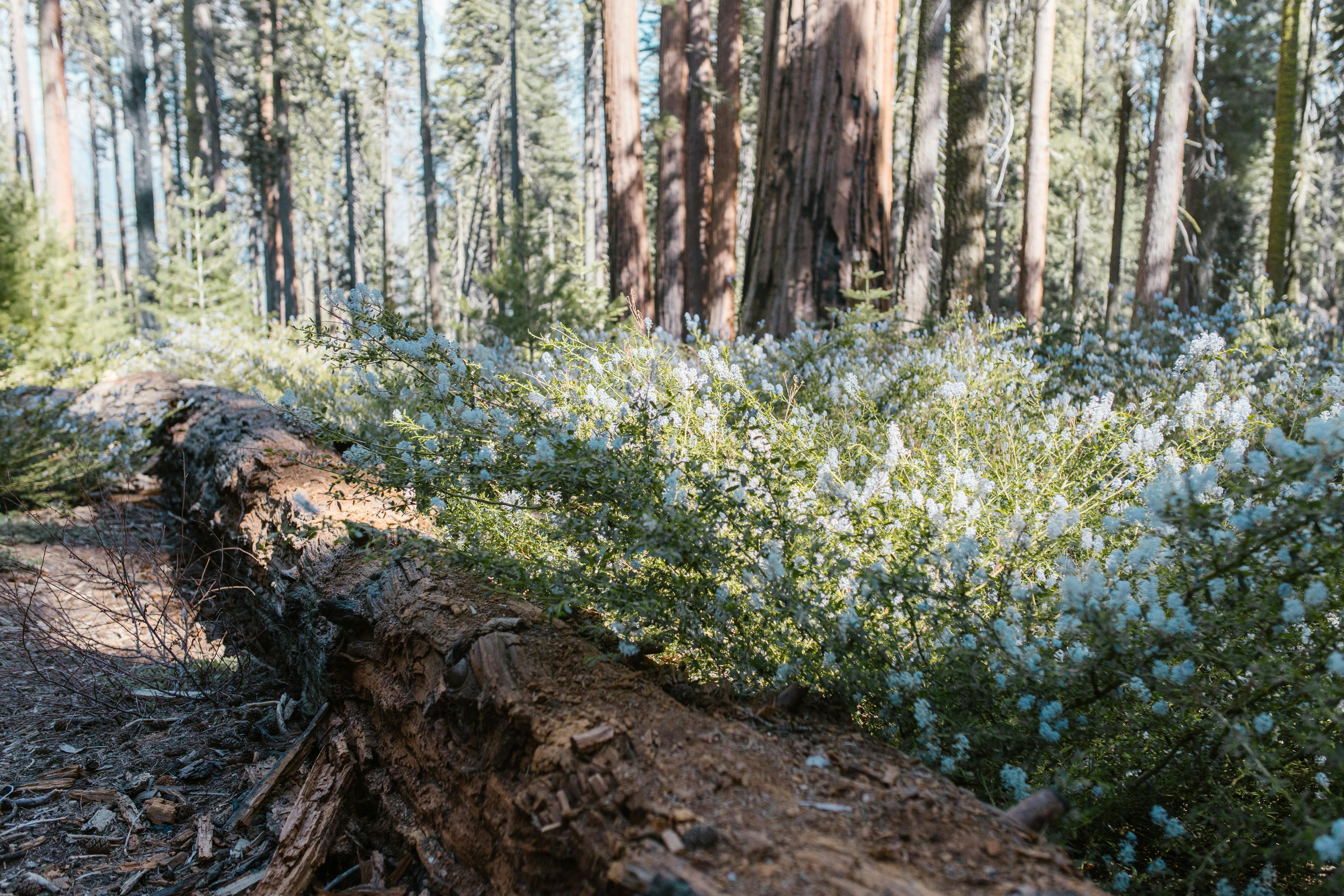 Fallen Tree Photos, Download The BEST Free Fallen Tree Stock Photos ...