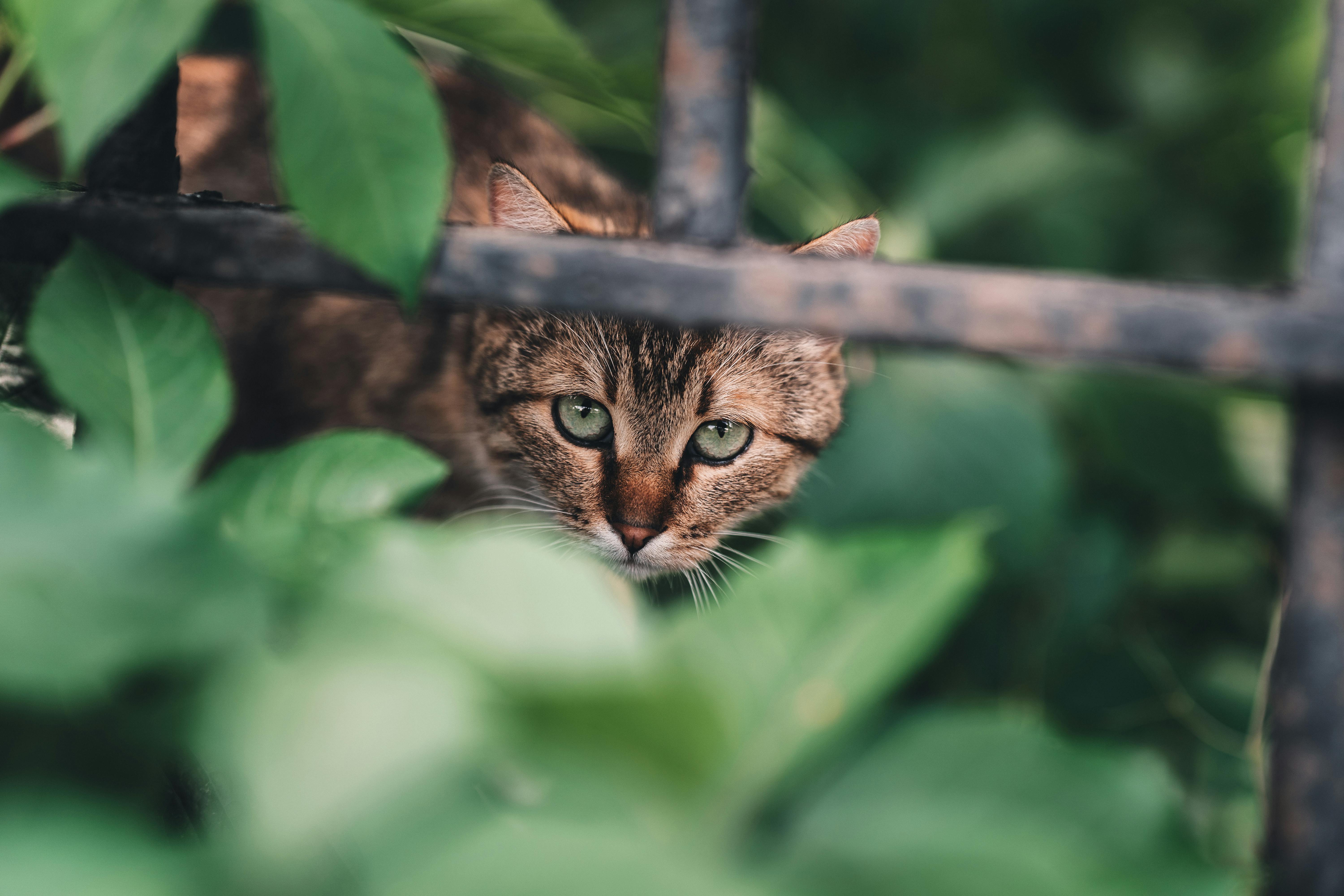 Cat Rail Photos, Download The BEST Free Cat Rail Stock Photos & HD Images