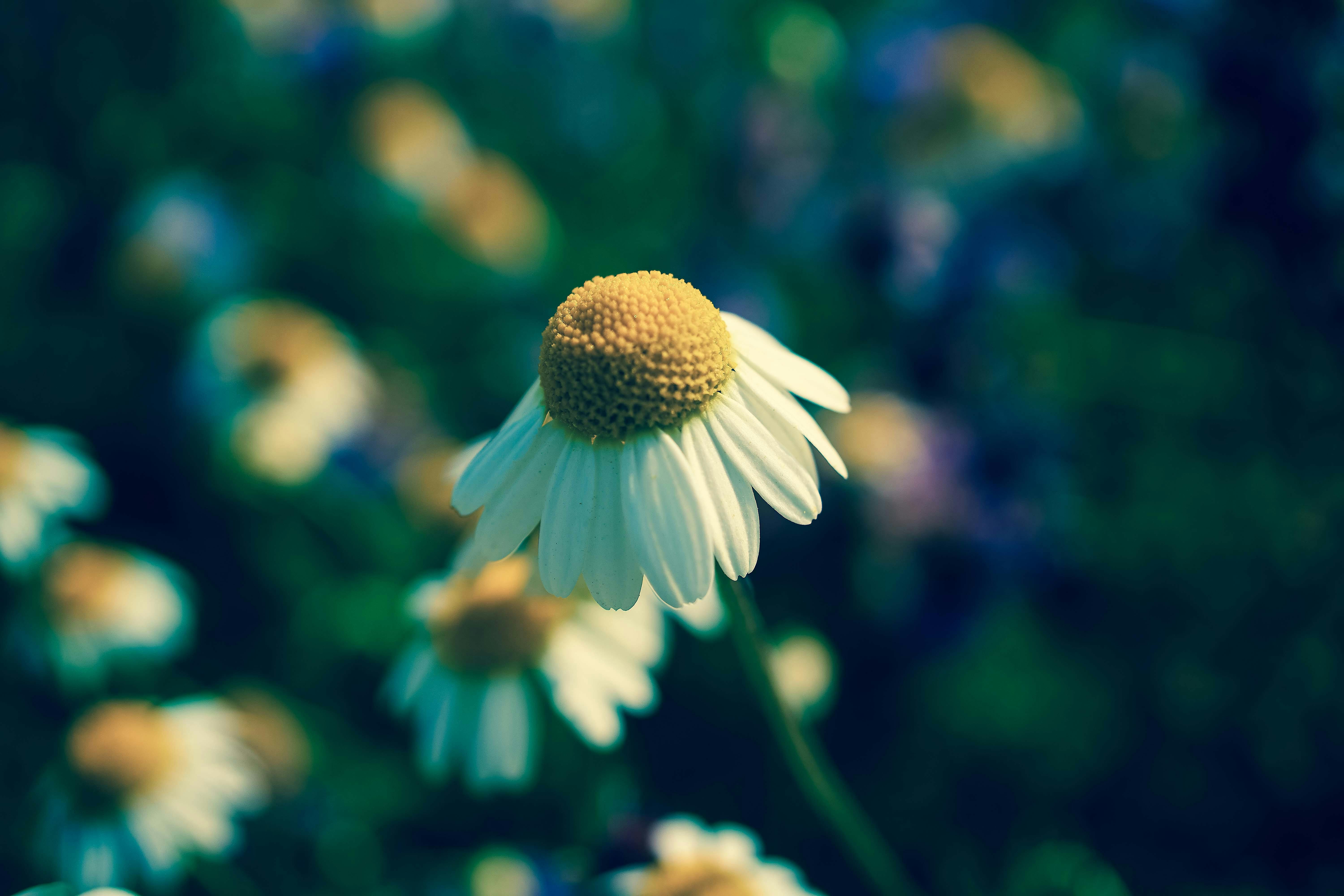 Asm Arif - Photography