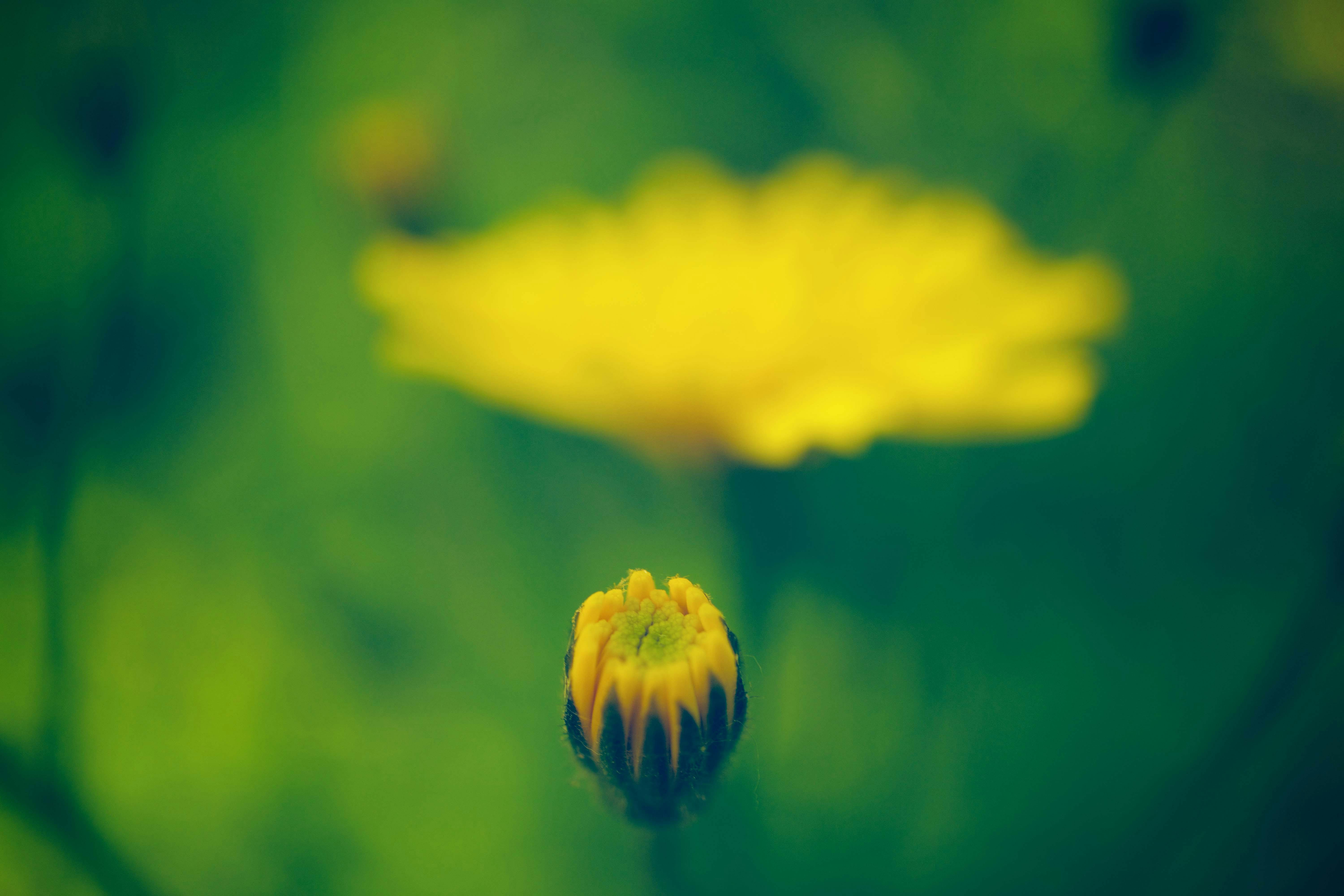 Asm Arif - Photography