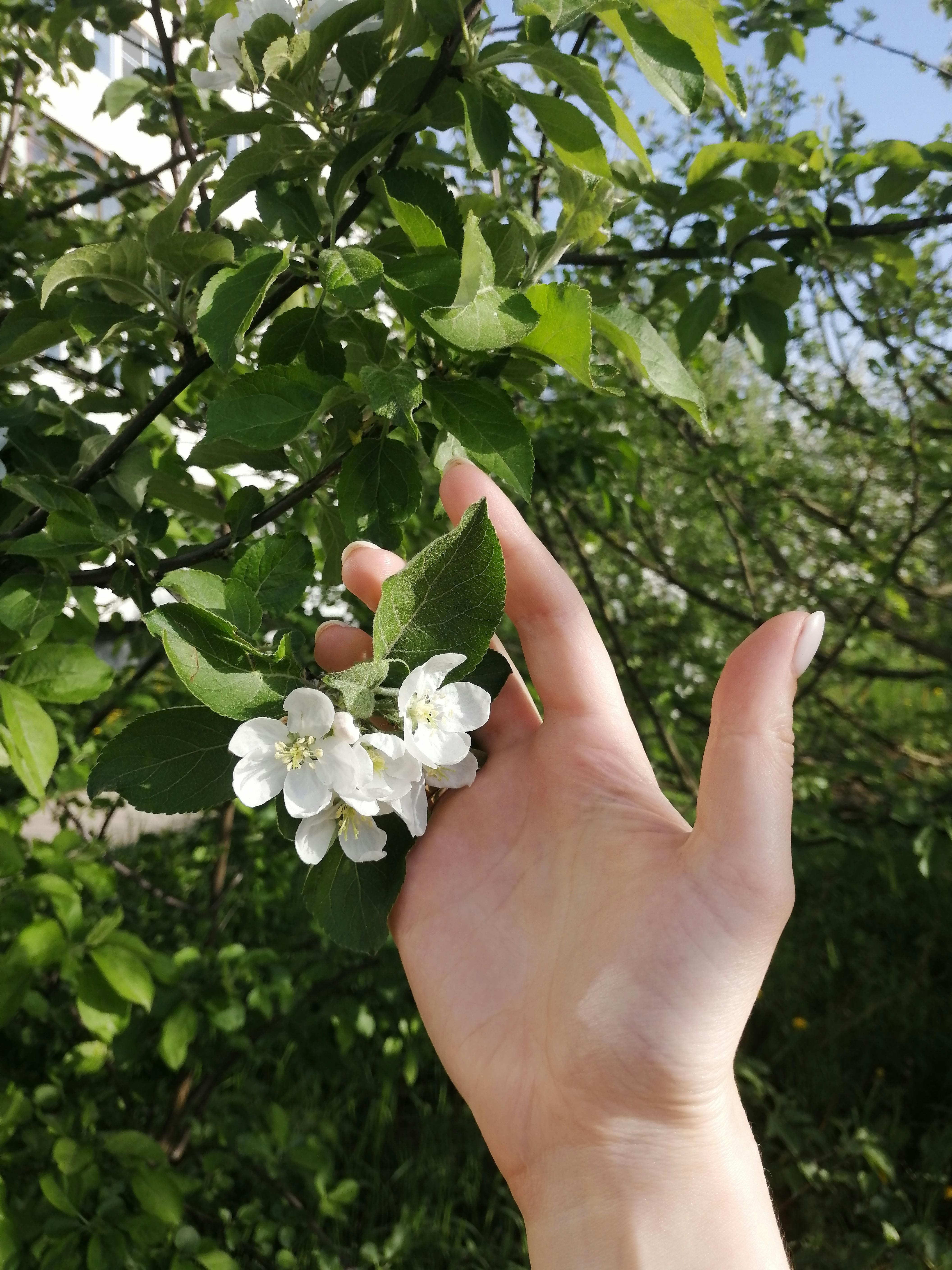 Pink Petaled Flower on Human Hand · Free Stock Photo