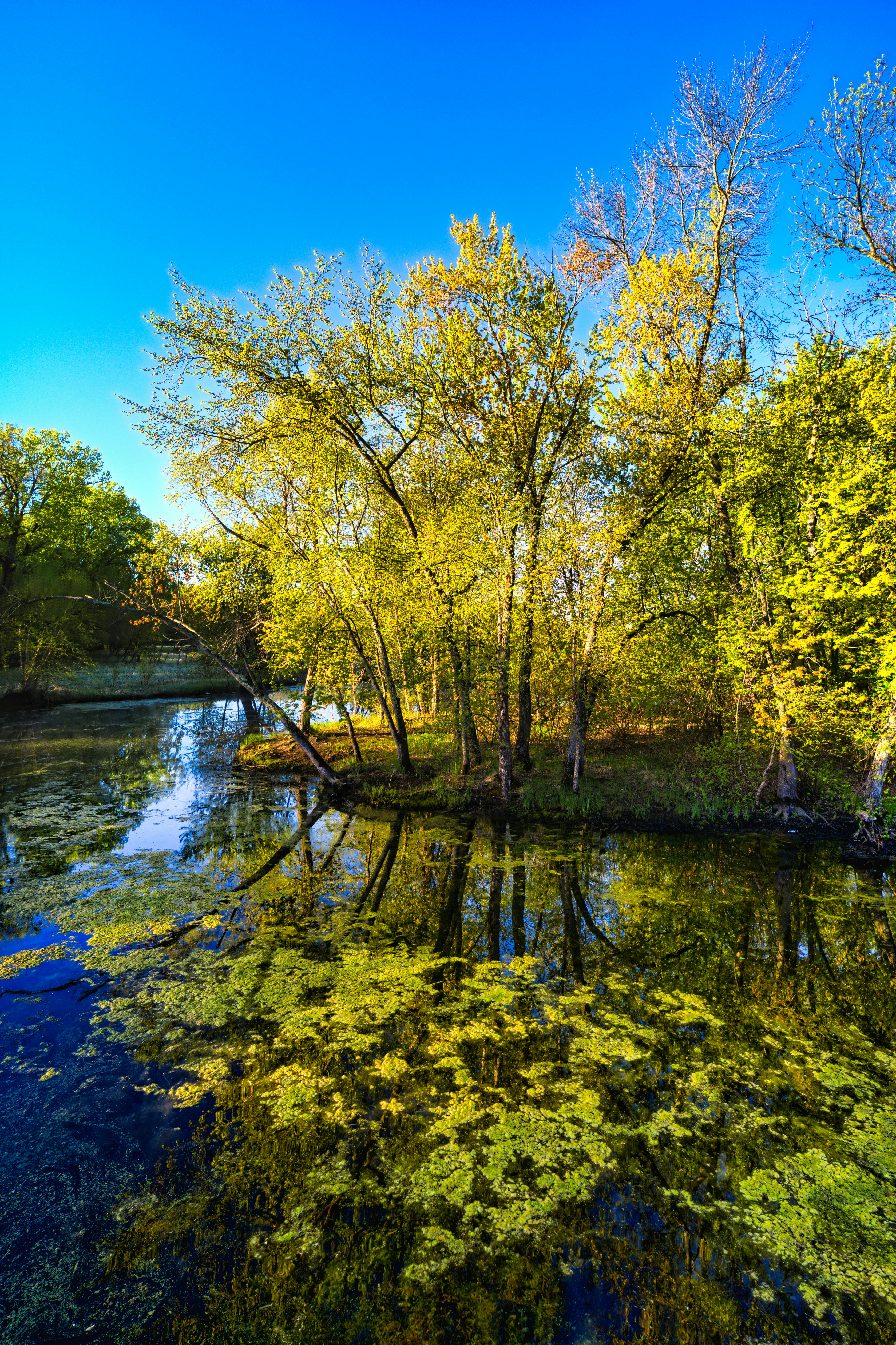 Green Trees Under the Blue Sky · Free Stock Photo
