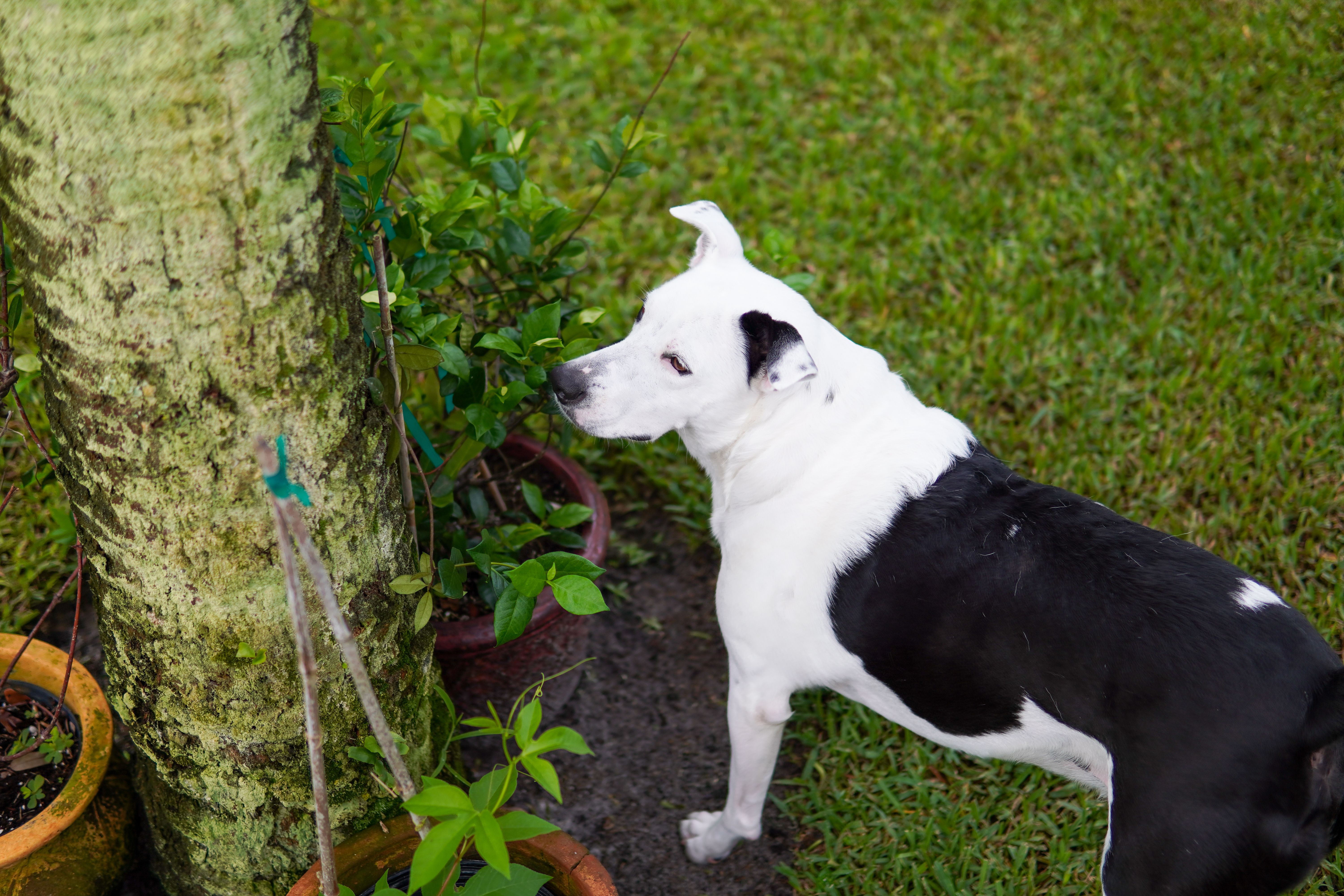 Dog near a Tree Trunk · Free Stock Photo