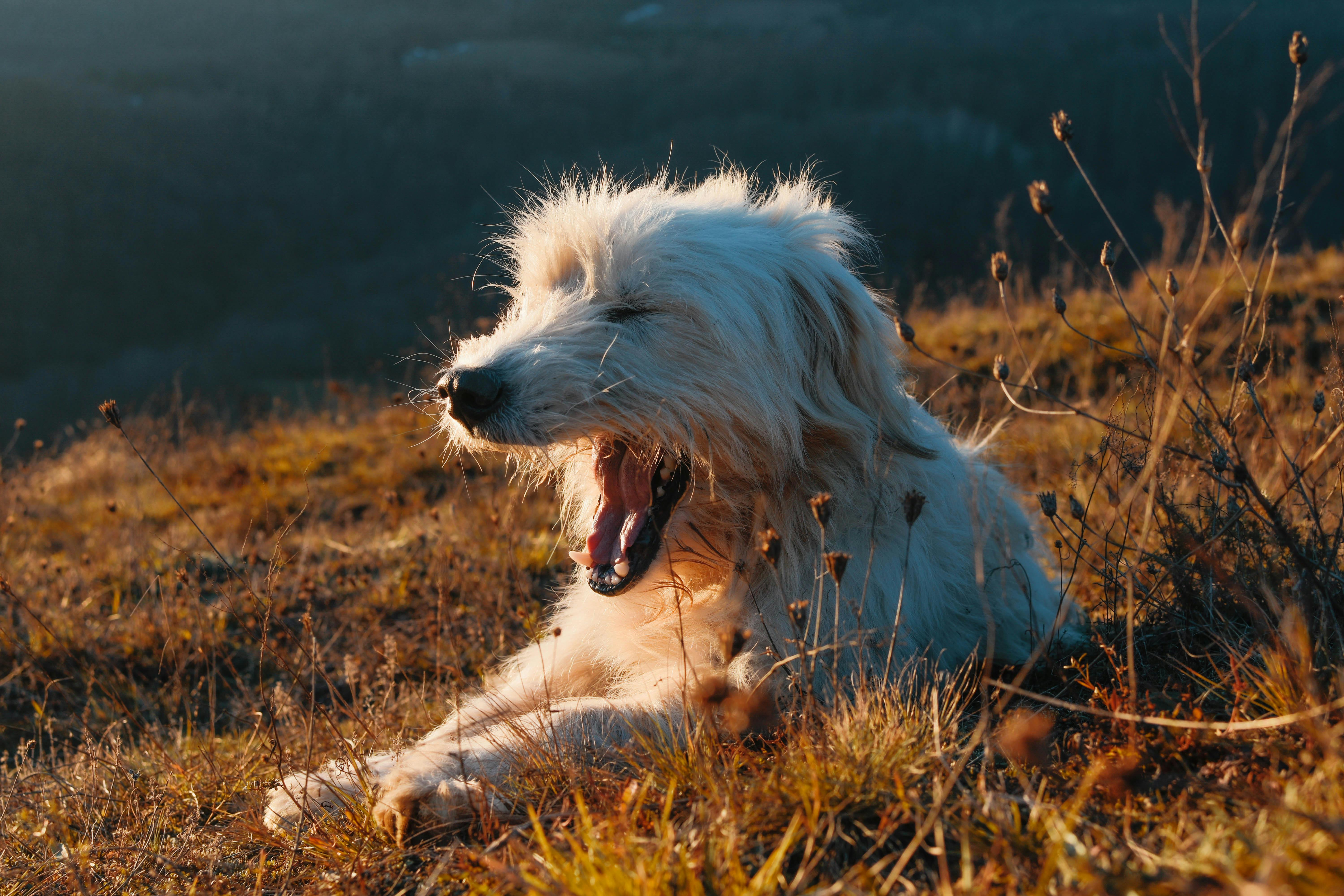 Dogs Yawning Photos, Download The BEST Free Dogs Yawning Stock Photos ...