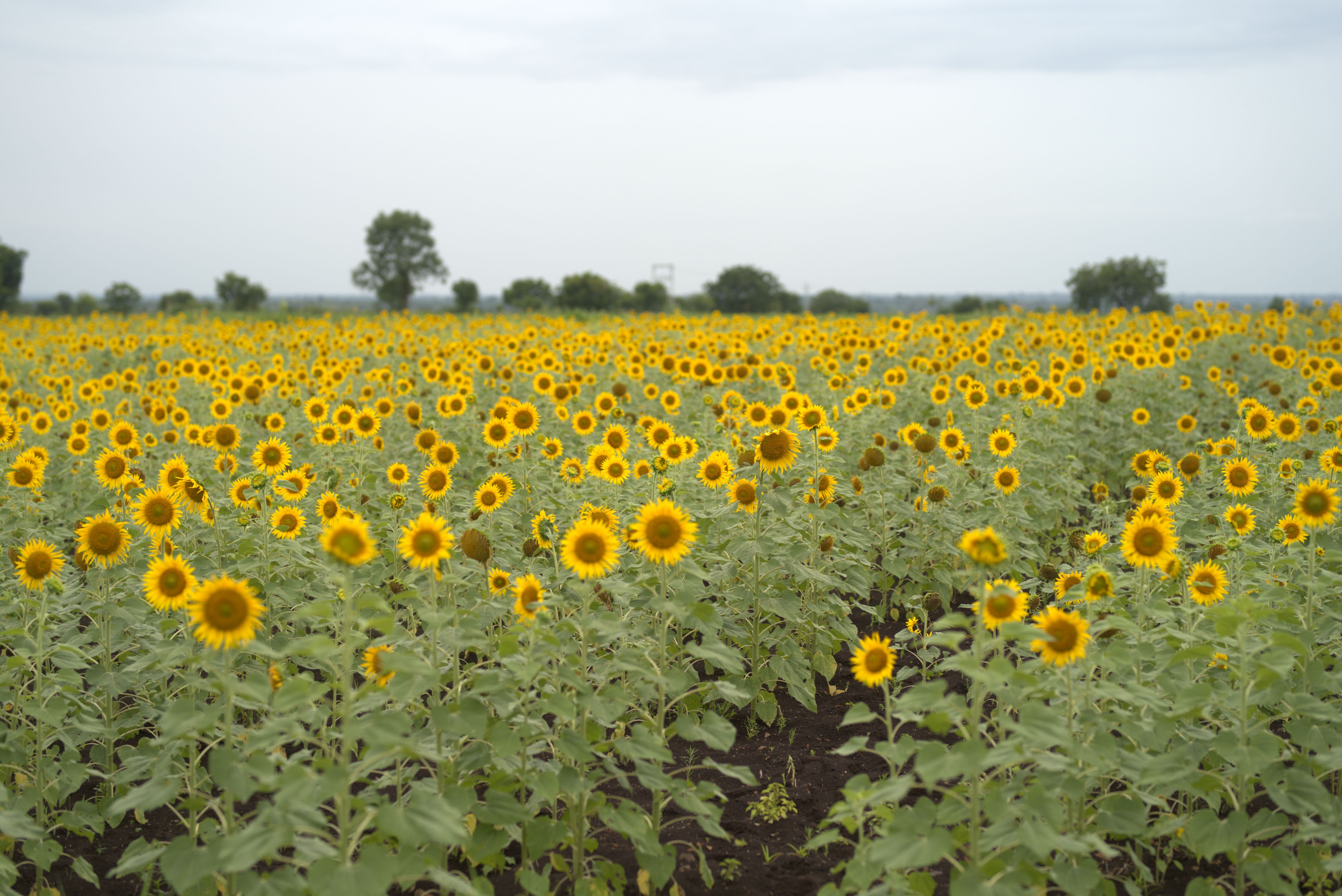 A Sunflower Field · Free Stock Photo