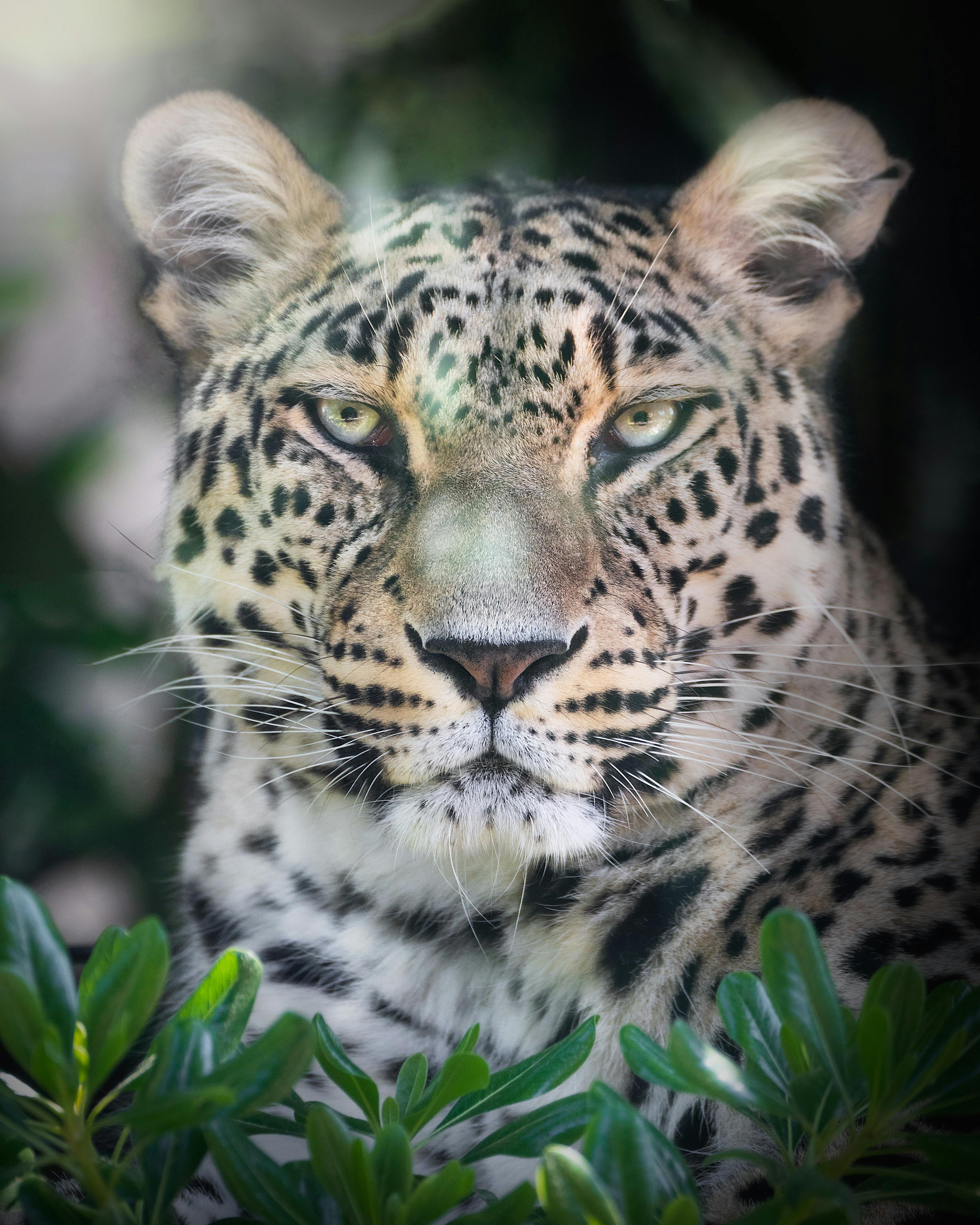 Focus Photography of Black and Brown Leopard Sitting · Free Stock Photo