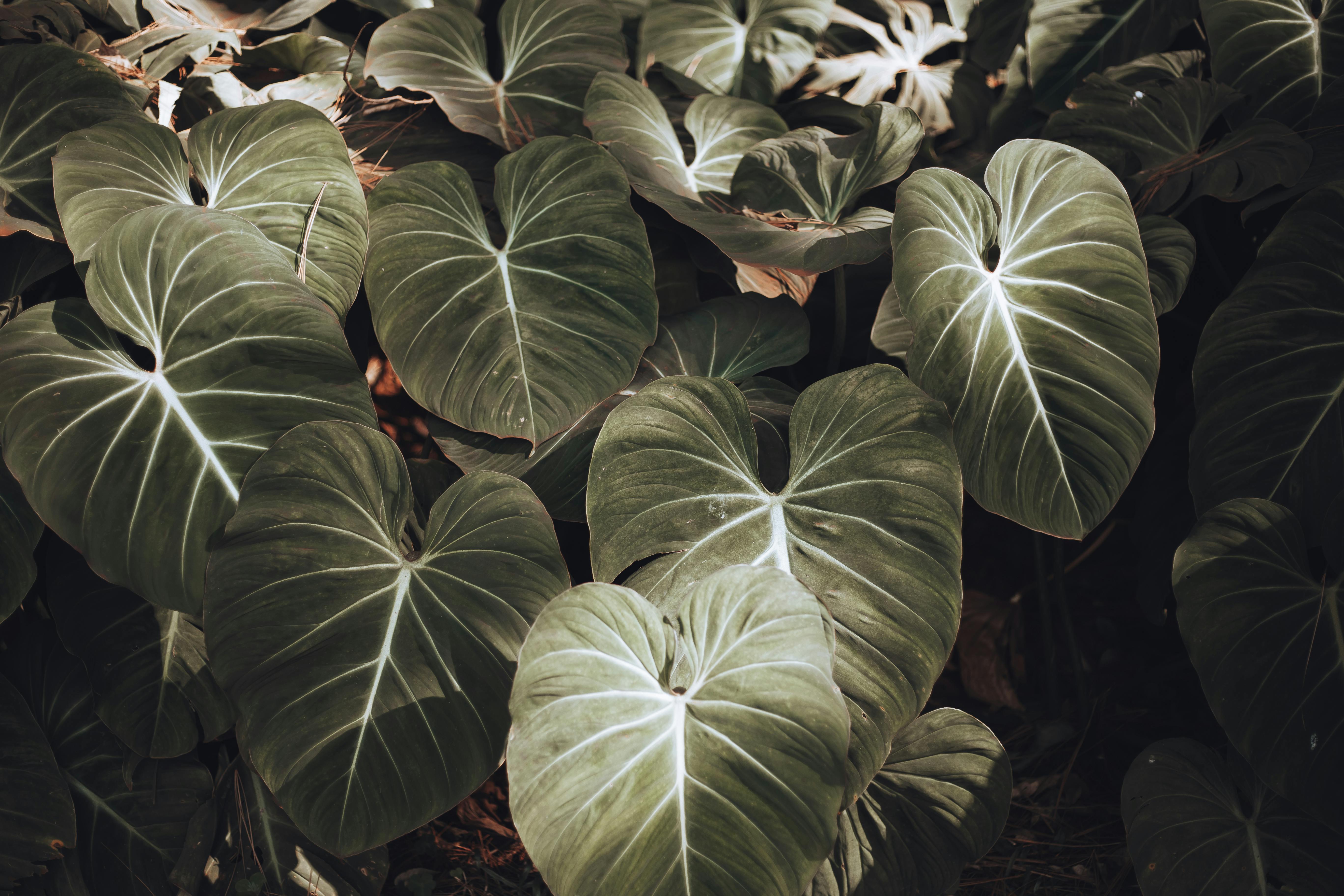 Growing Green Plants with Big Leaves · Free Stock Photo