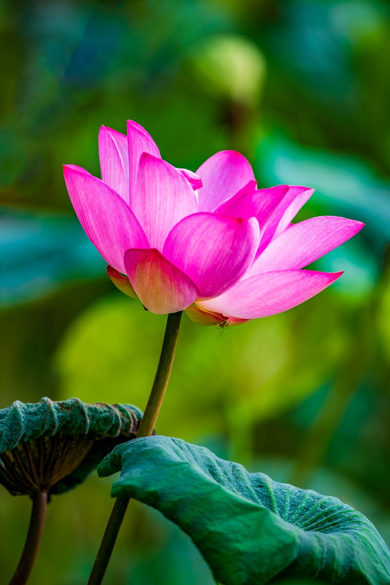 吧一天不陈吧一天 Photos, Download The BEST Free 吧一天不陈吧一天 Stock Photos & HD Images