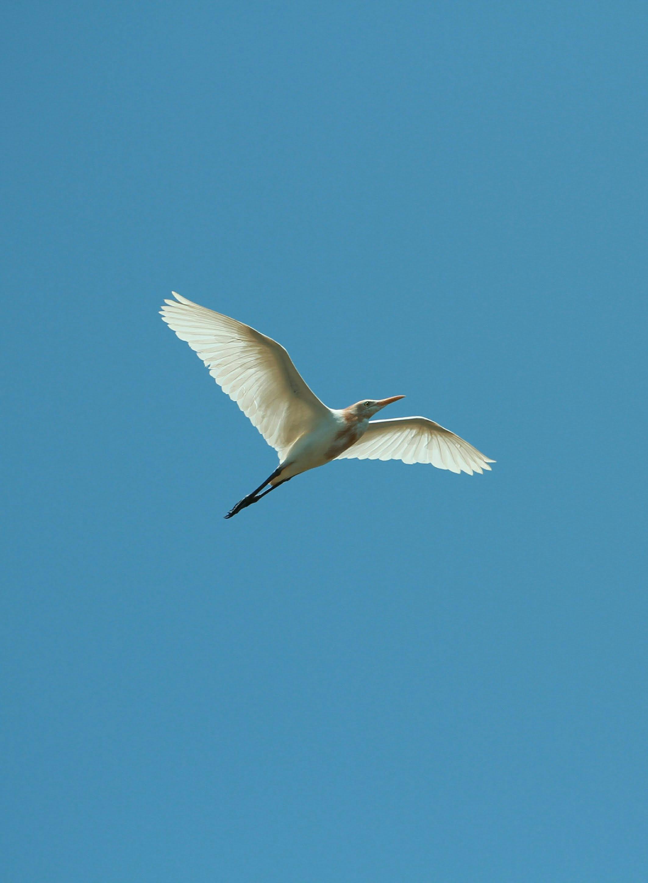 White Bird Flying Under Blue Sky · Free Stock Photo