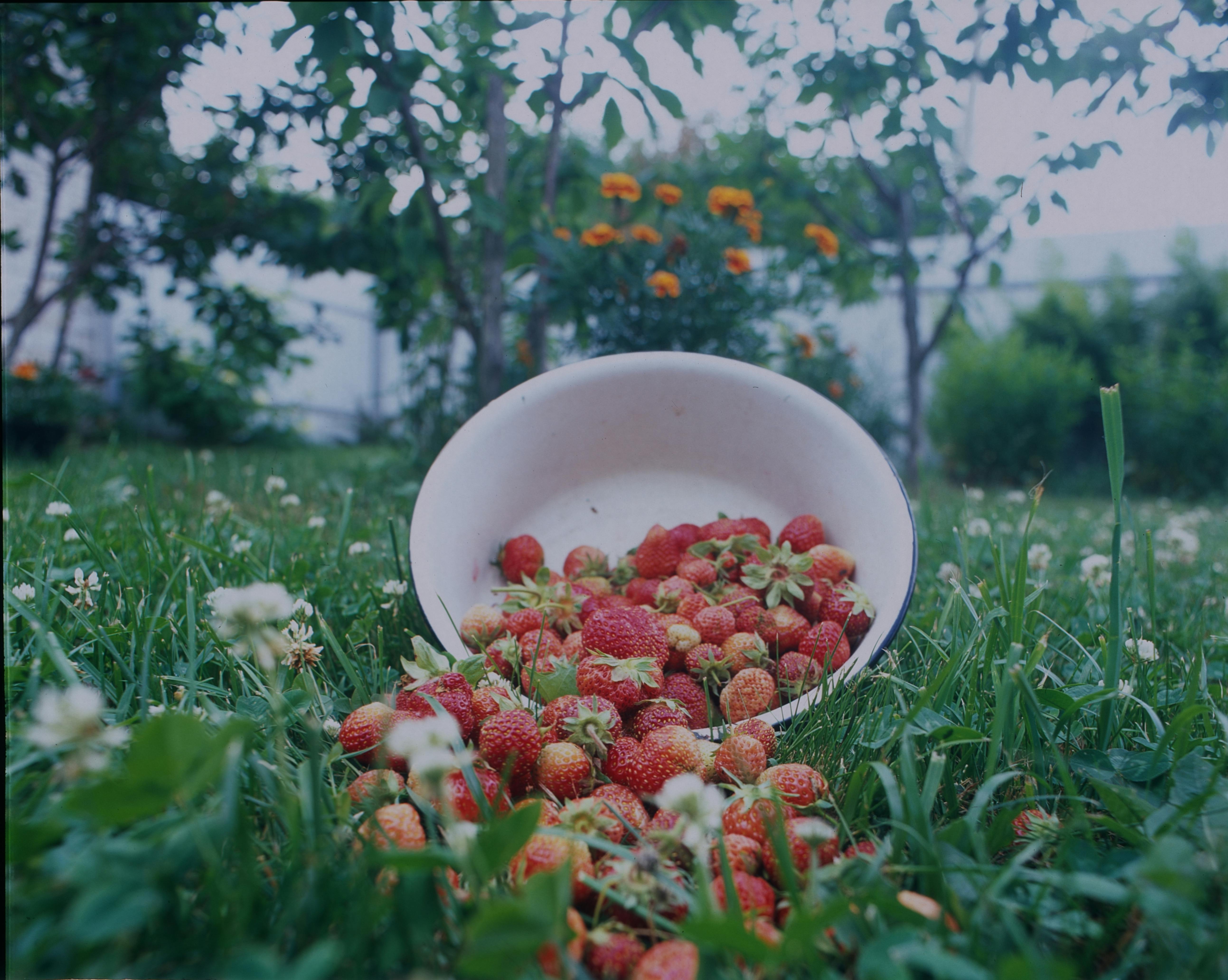Strawberries on Grass · Free Stock Photo