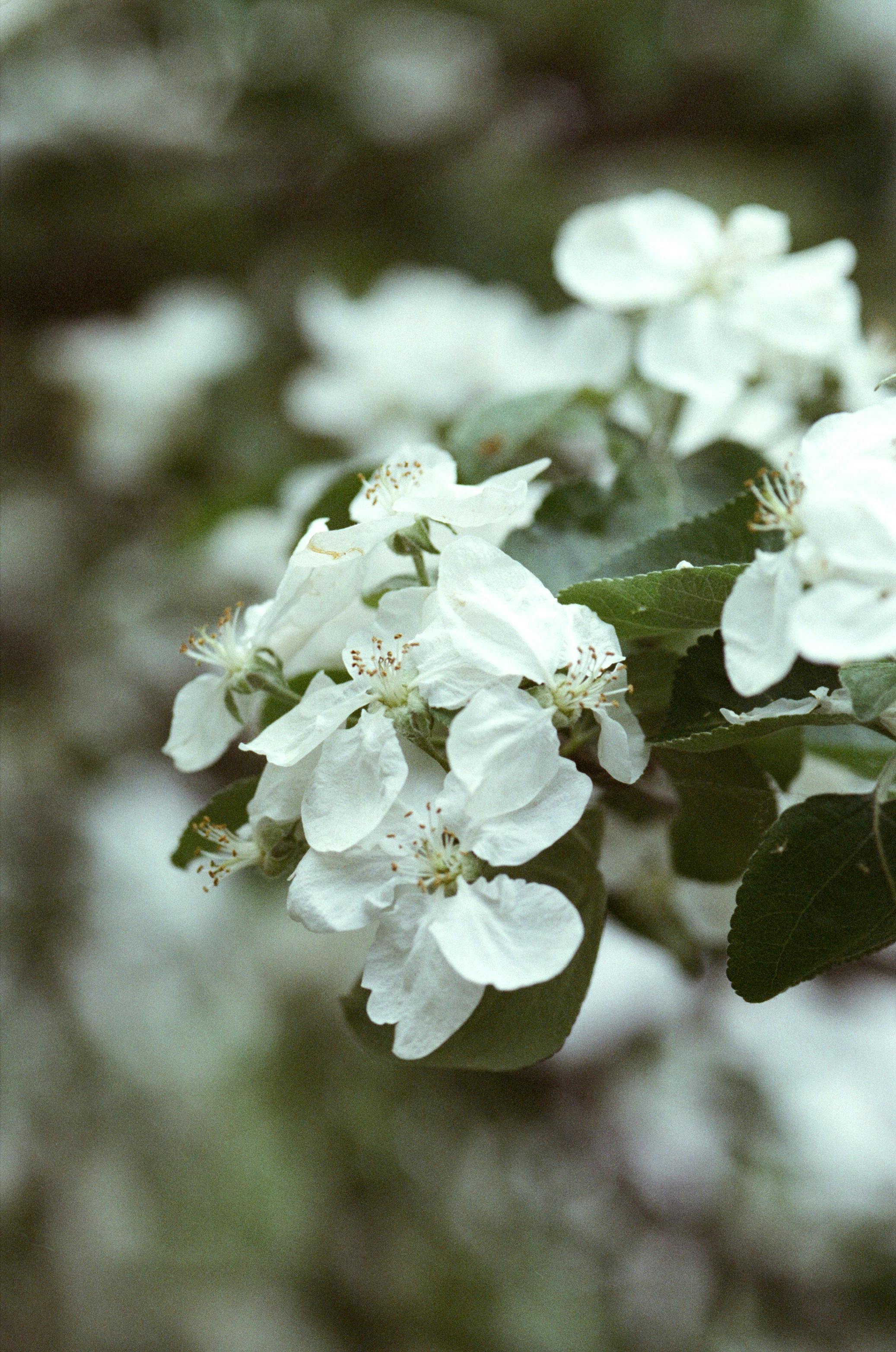 Mini white flowers · Free Stock Photo