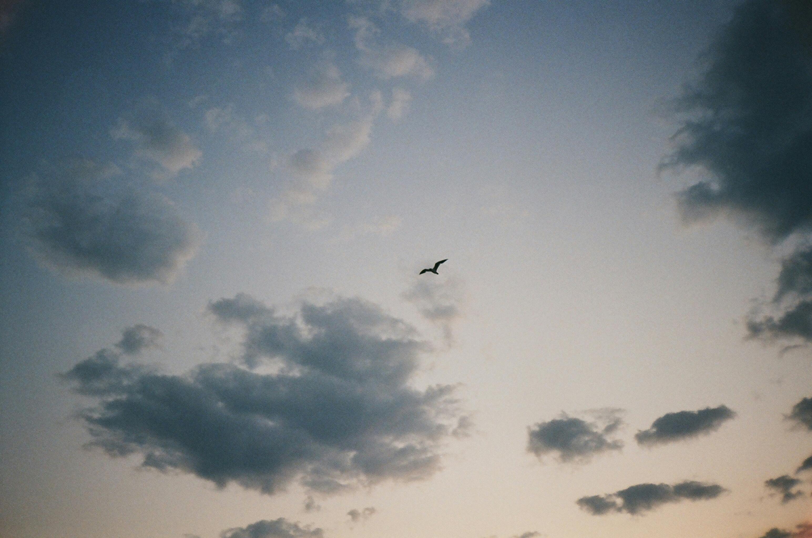 Low Angle Photography of Four Flying Birds · Free Stock Photo