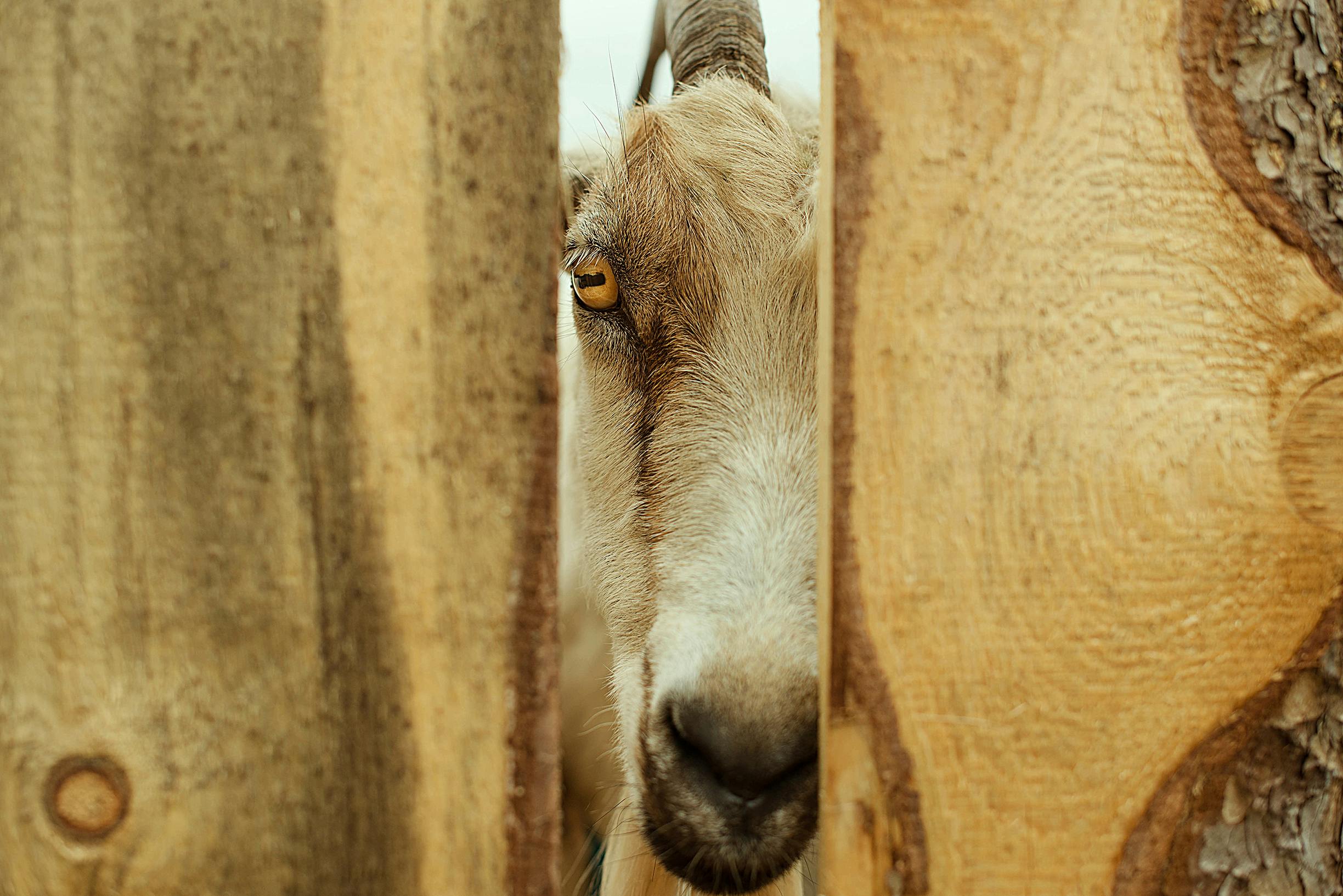 A Goat Behind a Fence · Free Stock Photo